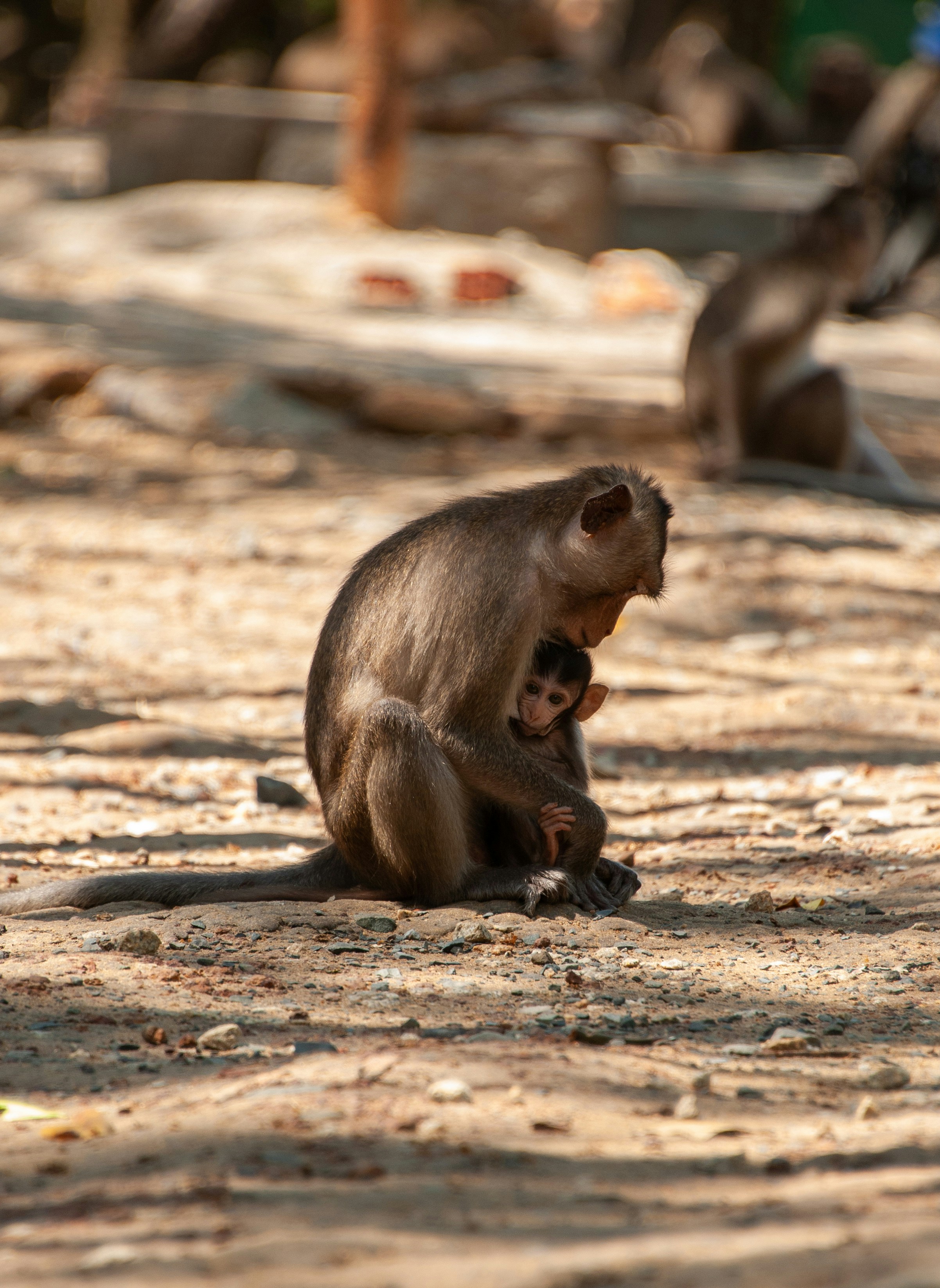 Softly lit photograph of a mother monkey cradling her infant on a sun-dappled forest floor. The infant's face peeks from beneath the mother's arm, highlighting a tender bond.