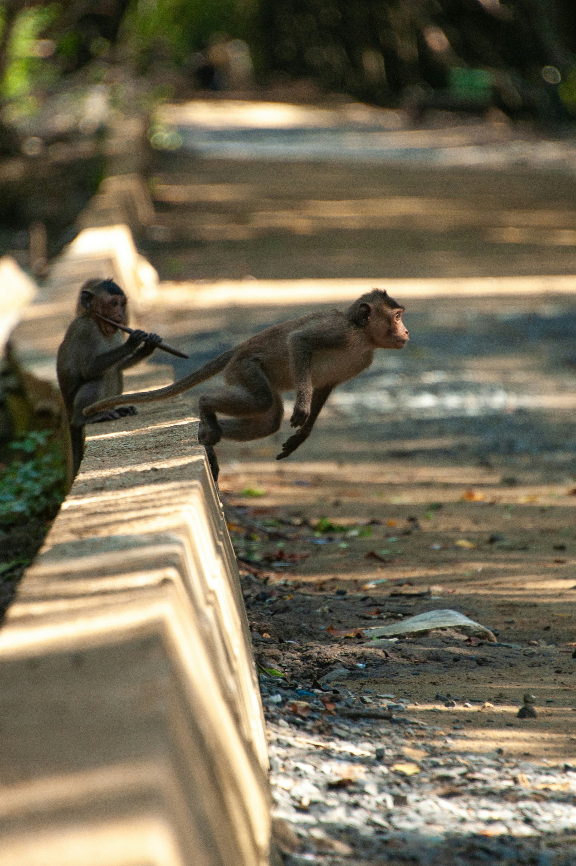 Two macaques balance along a sunlit concrete railing beside a dirt path, with one mid-leap toward the ground as the other watches.