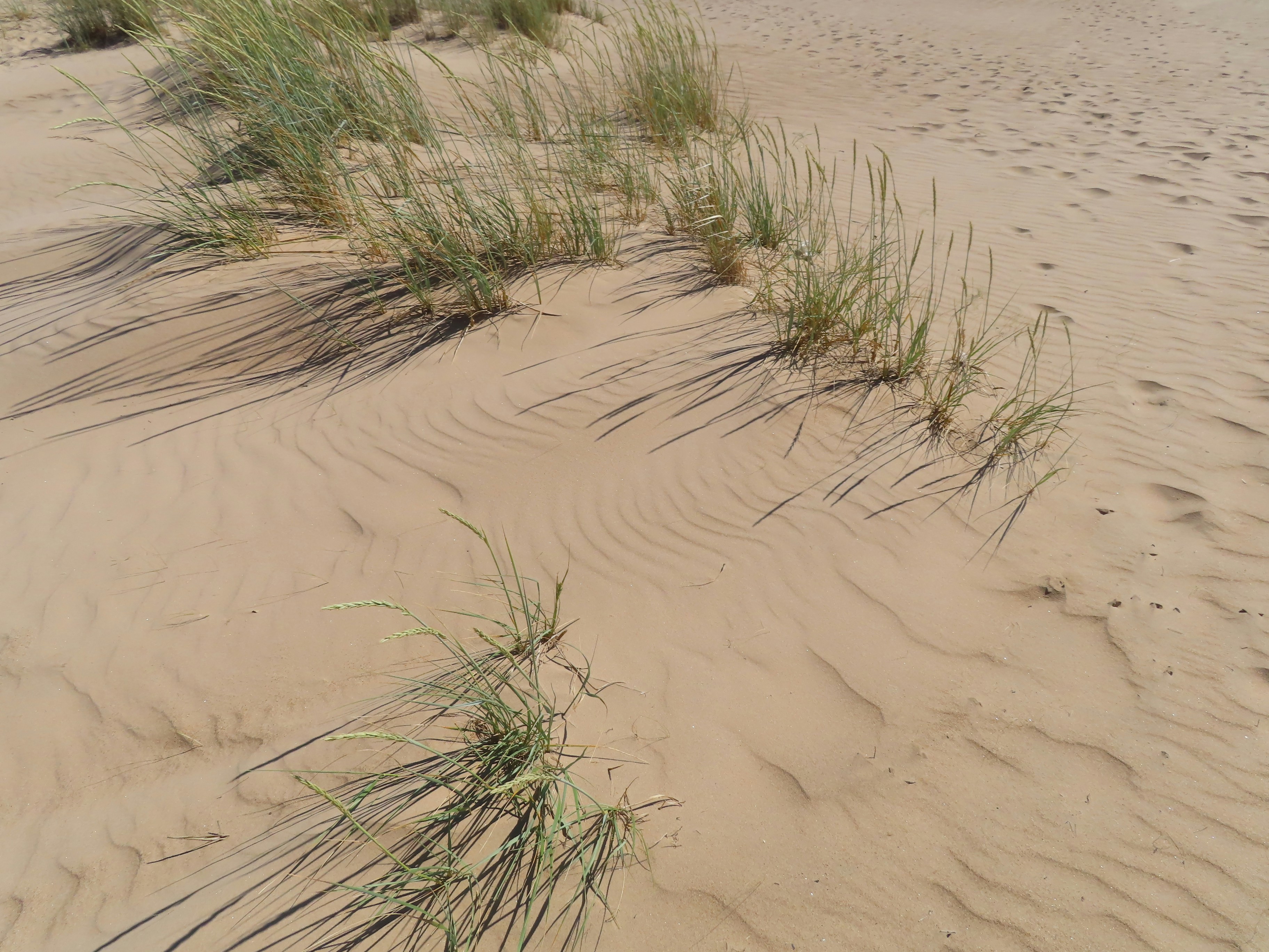 Photo by Raimo Lantelankallio with Canon PowerShot SX740 HS