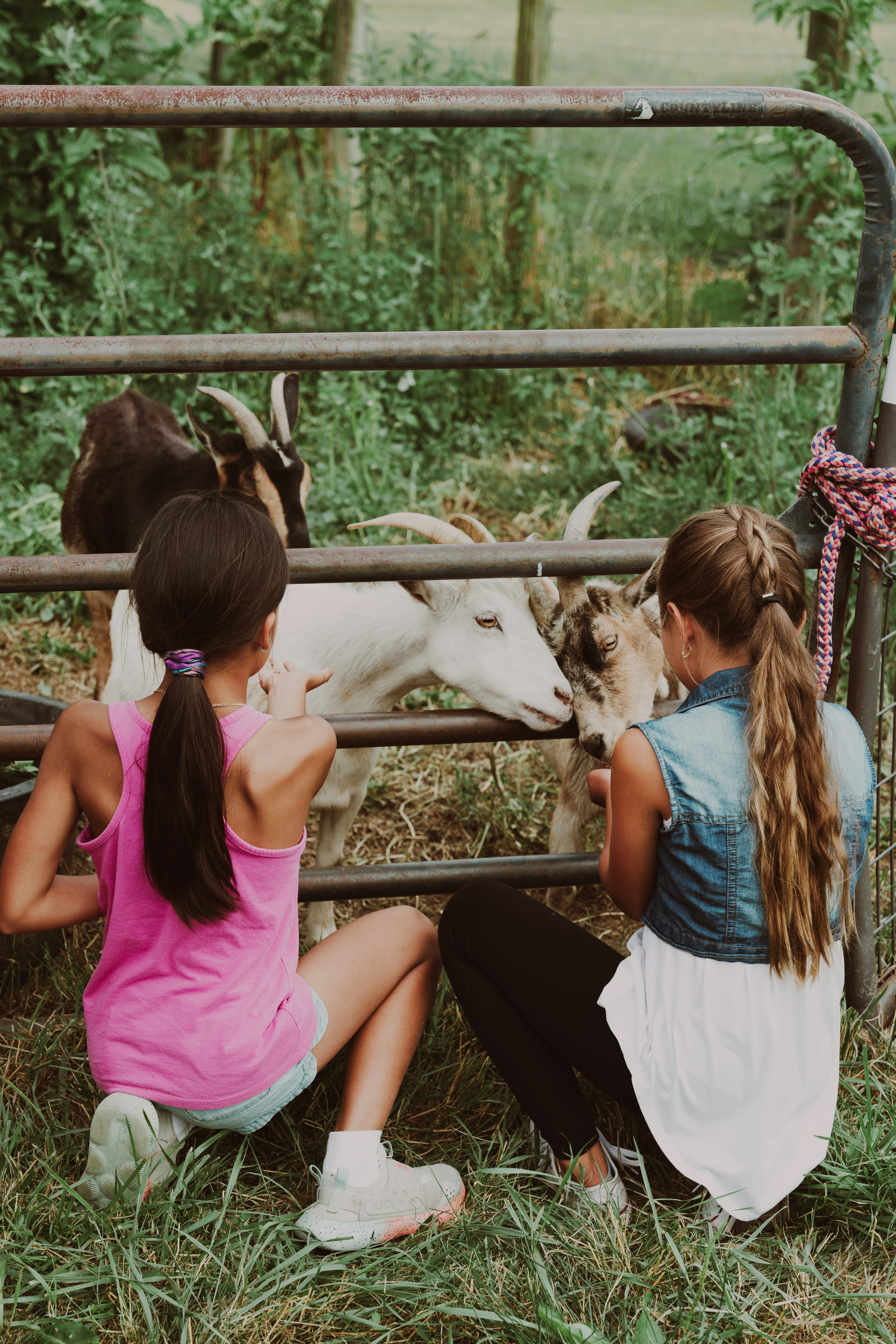 Girls and Goats: Quiet Connection Through a Rustic Fence