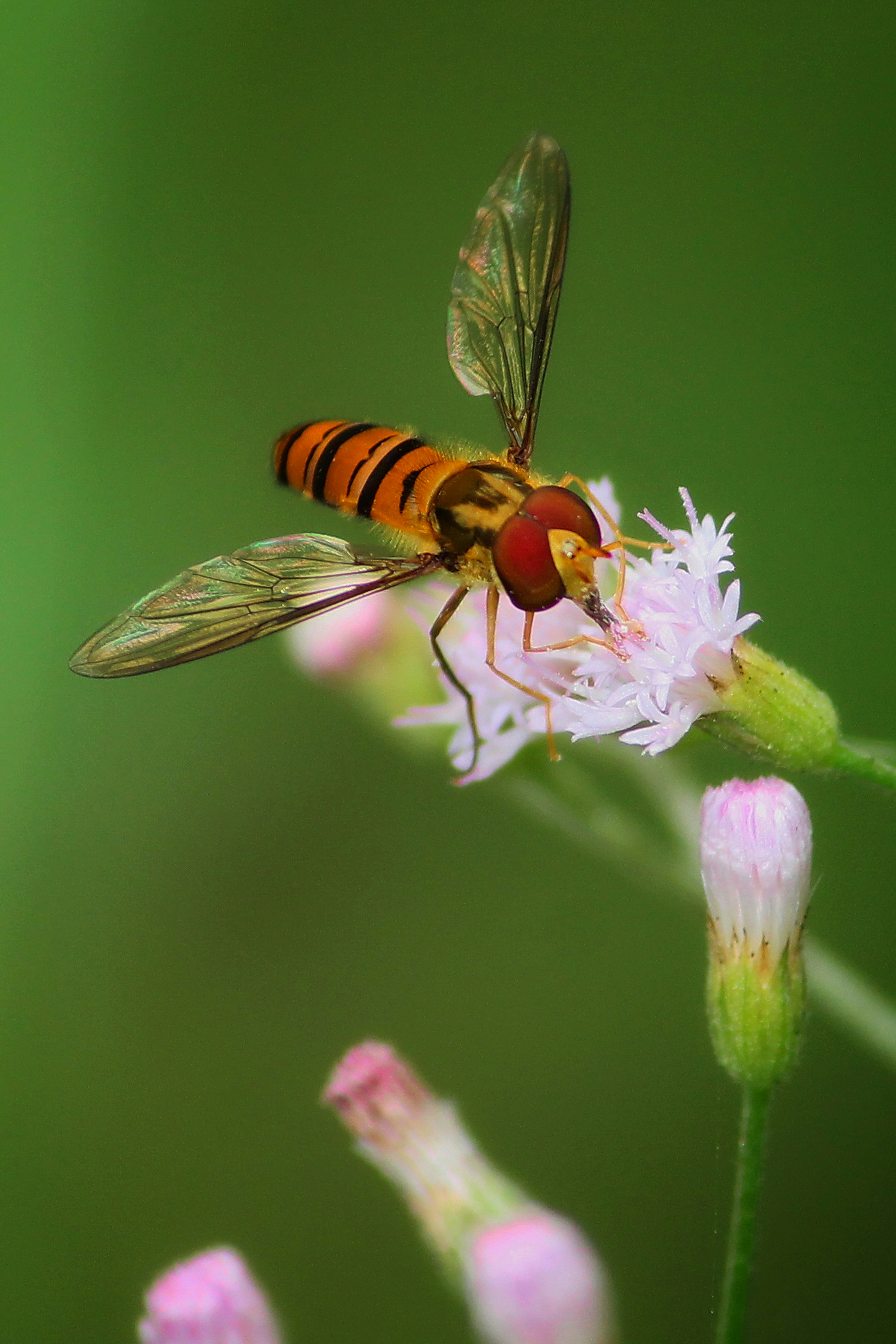 Nectar Pause: Hoverfly at a Pink Bud in Verdant Light