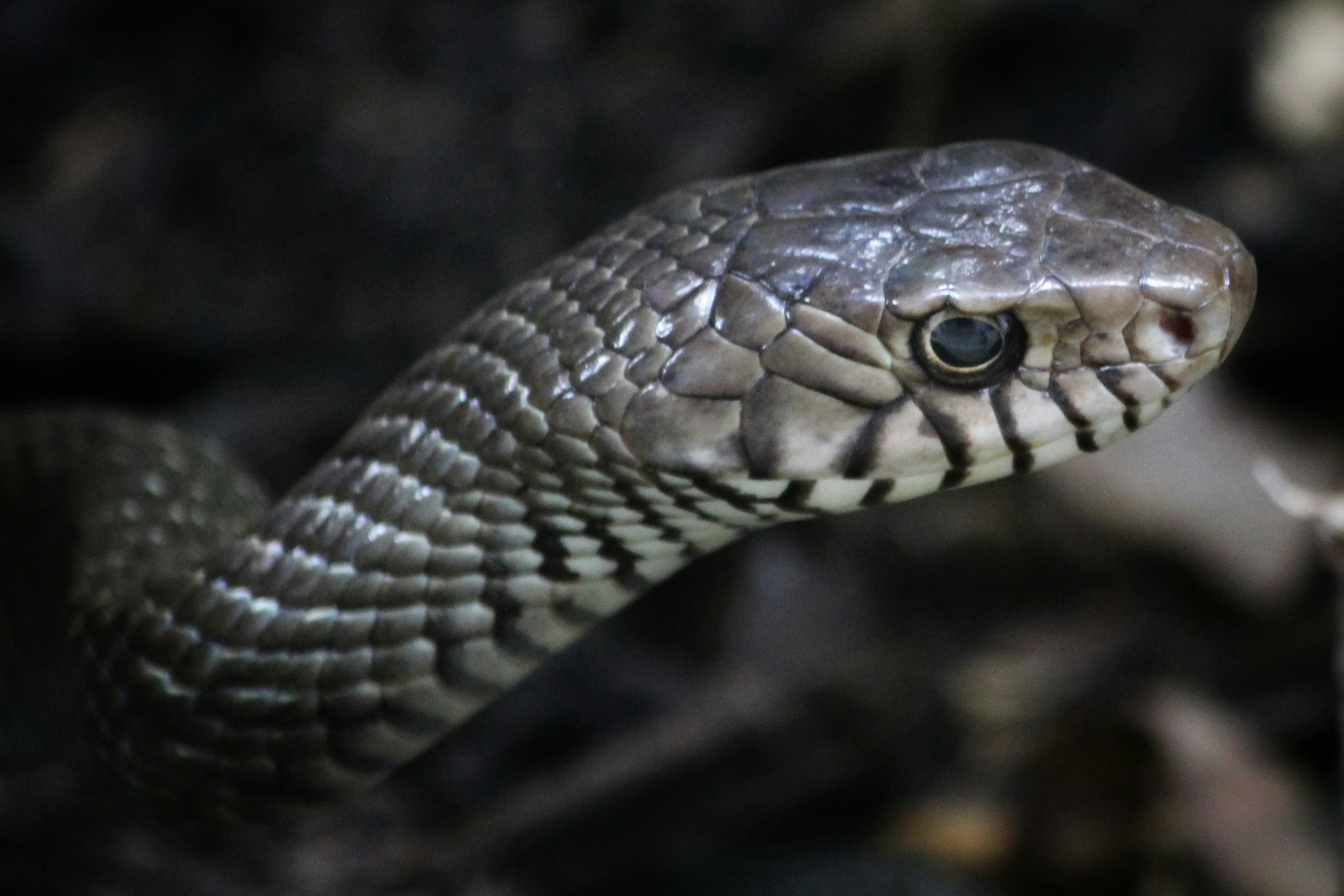 Python Snake Pictures | Download Free Images on Unsplash