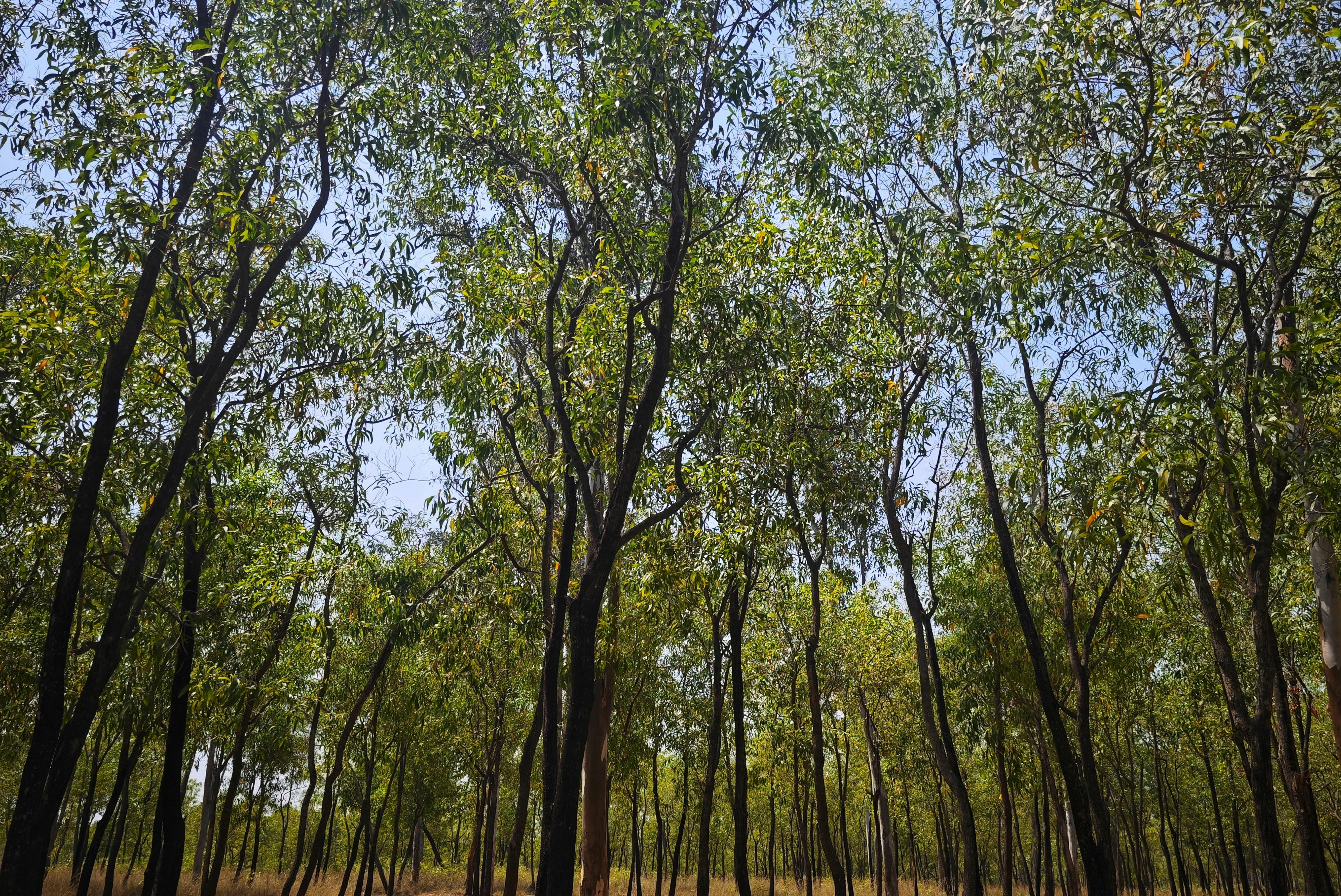 Photo by Dibakar Roy with Xiaomi 13 Pro