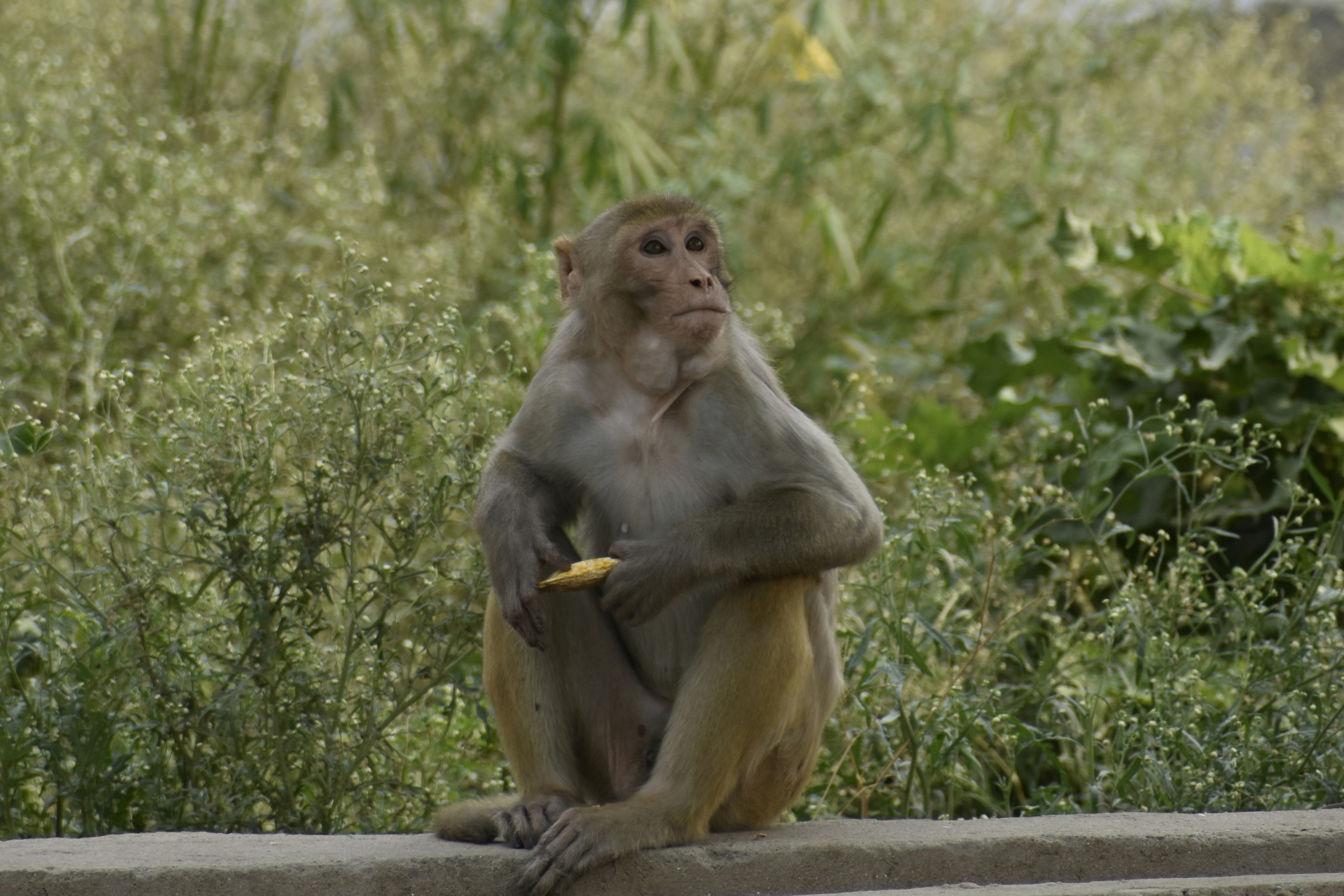 Snack Break on the Verge: A Curious Macaque