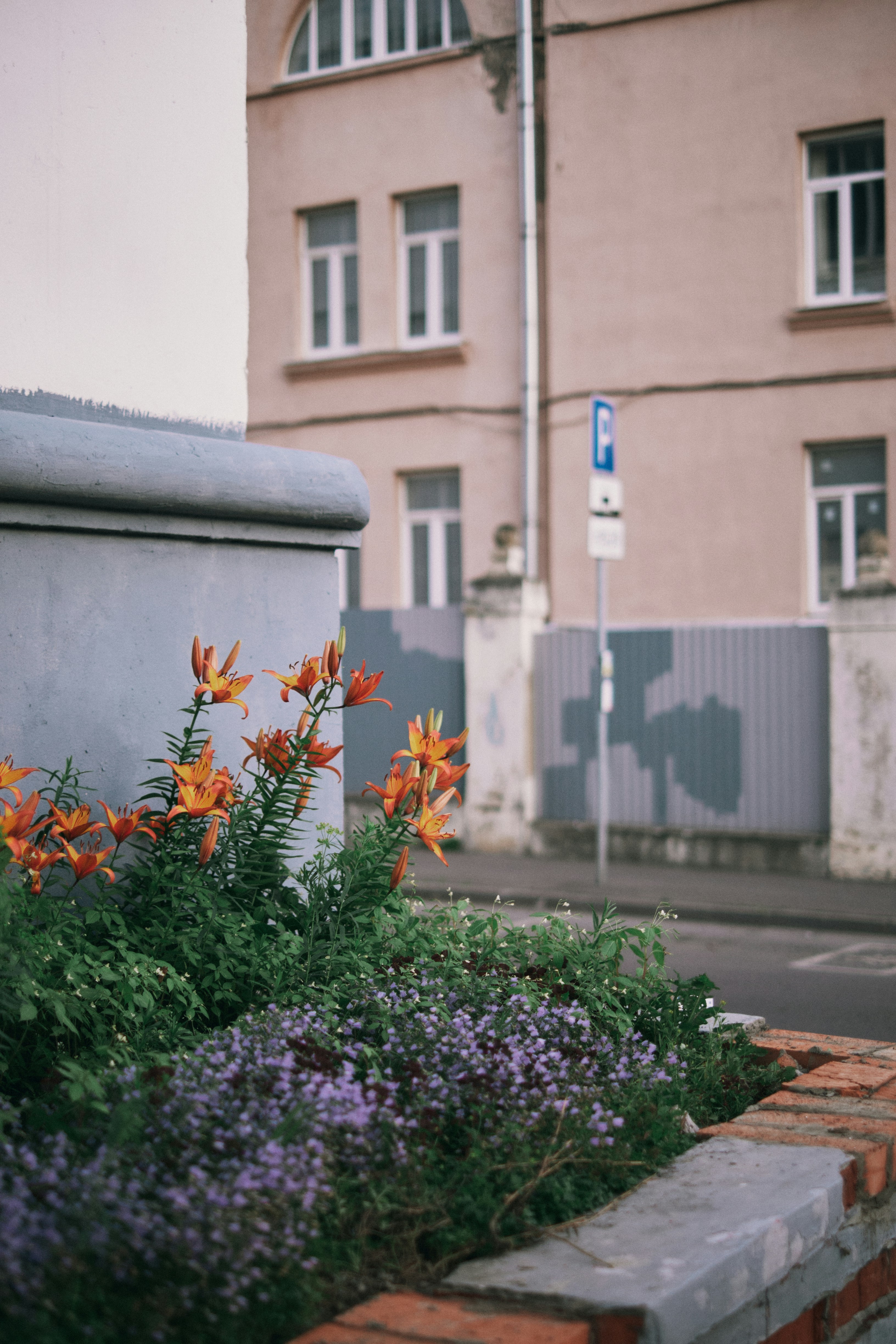 Urban Flora at the Corner: Orange Lilies and Lavender in Front of a Quiet Street