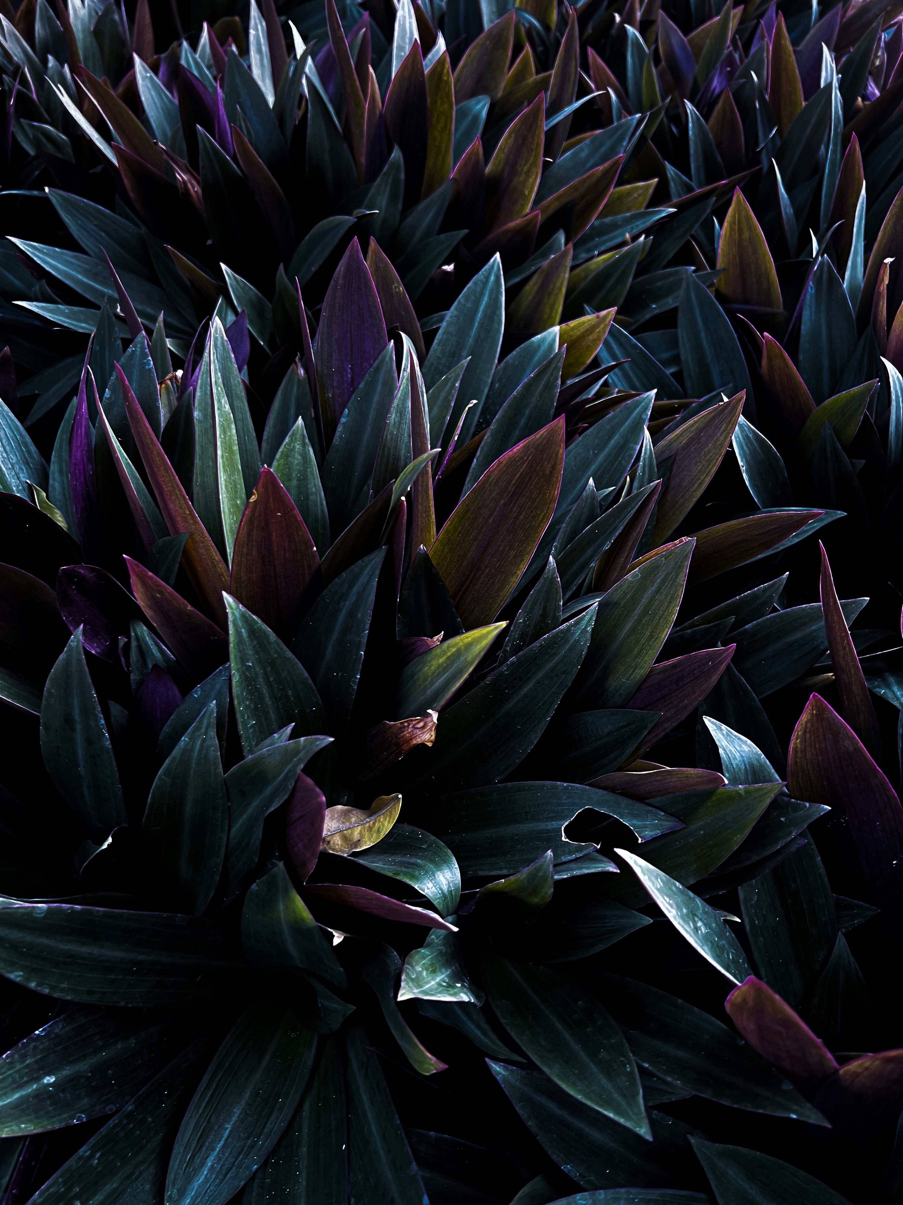 Midnight Rosettes: Indigo-Tipped Leaves Converge in a Velvet Foliage Field
