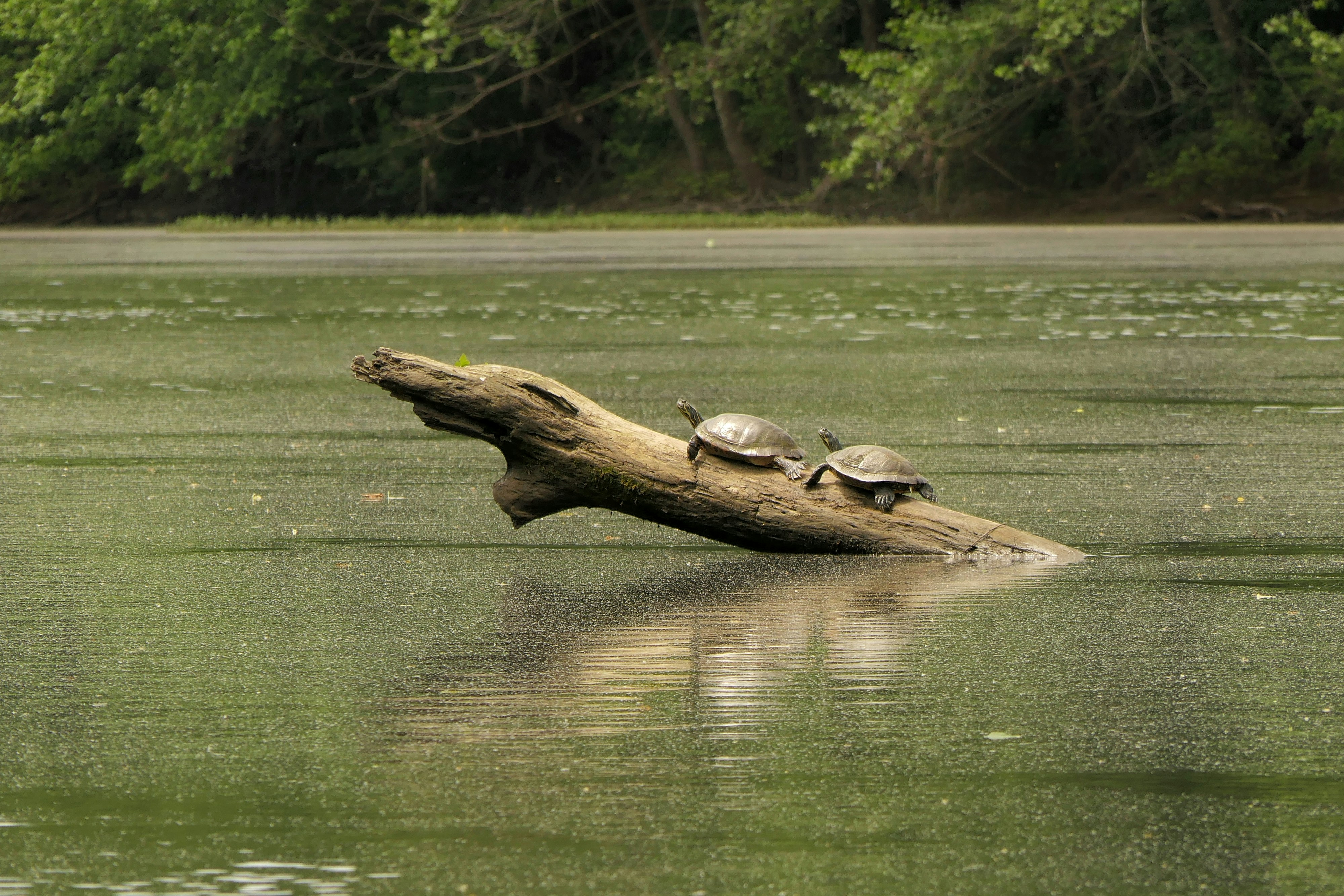turtles on log in river