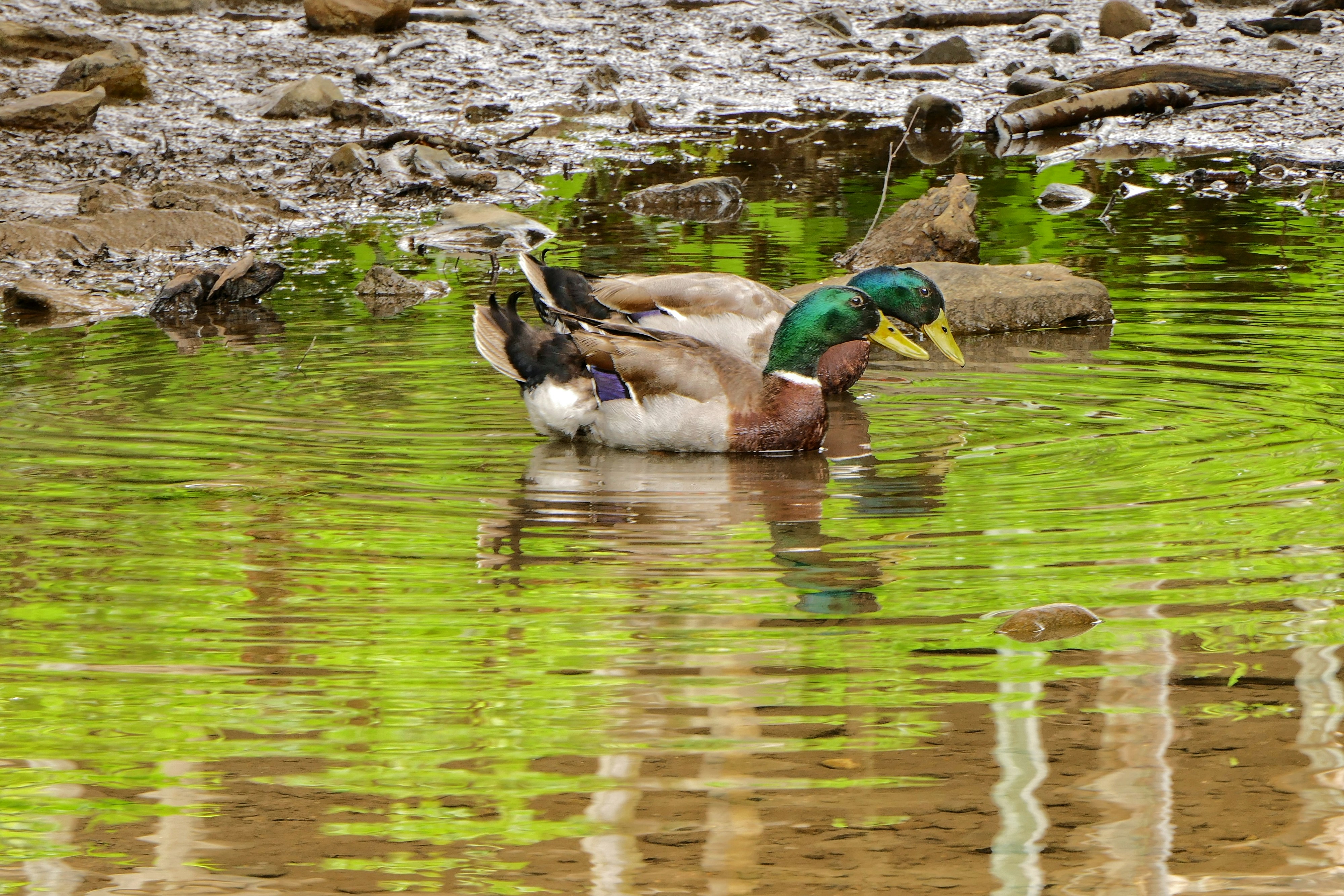 Green-hooded Drifter in a Sunglow Pond