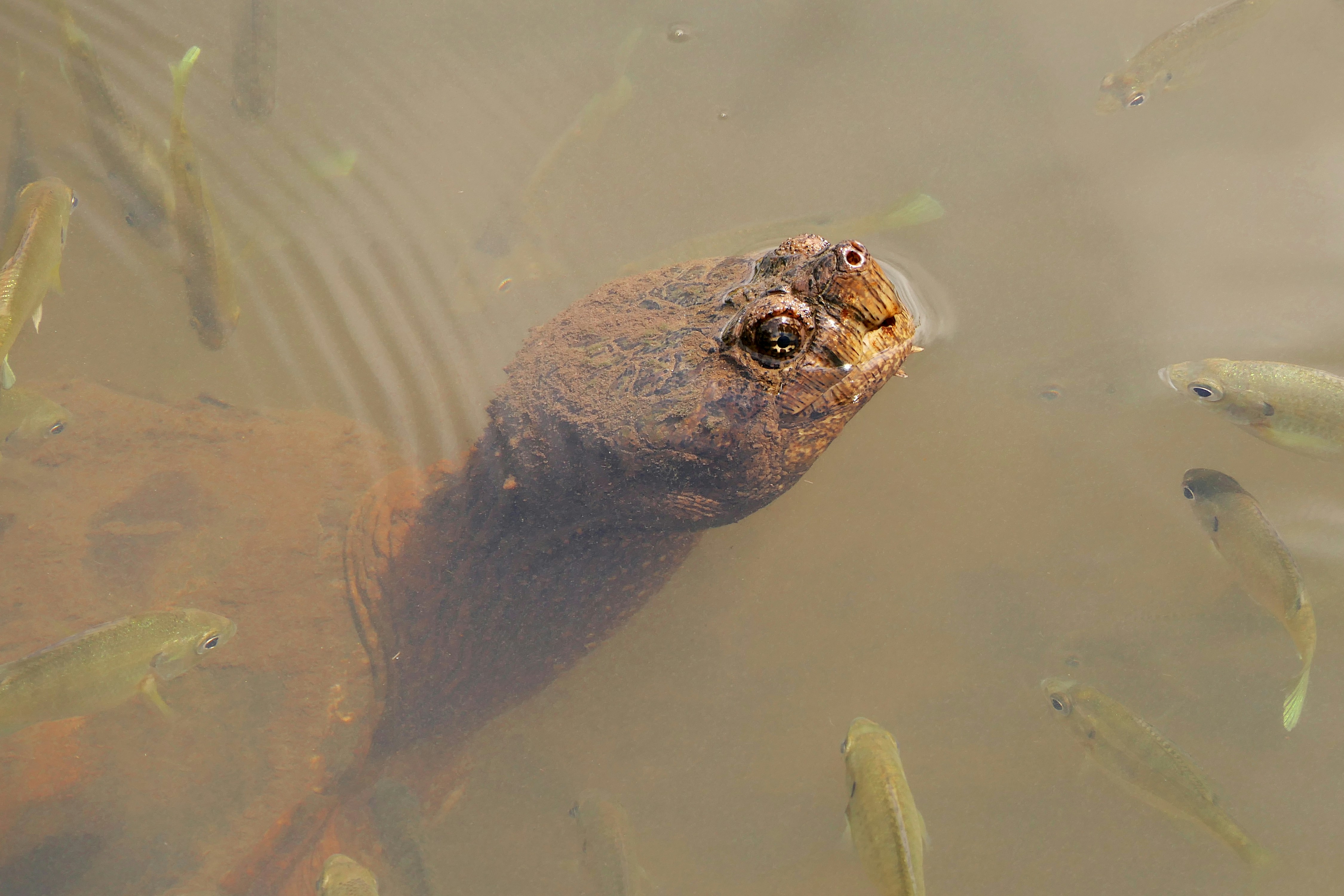granddaddy snapping turtle