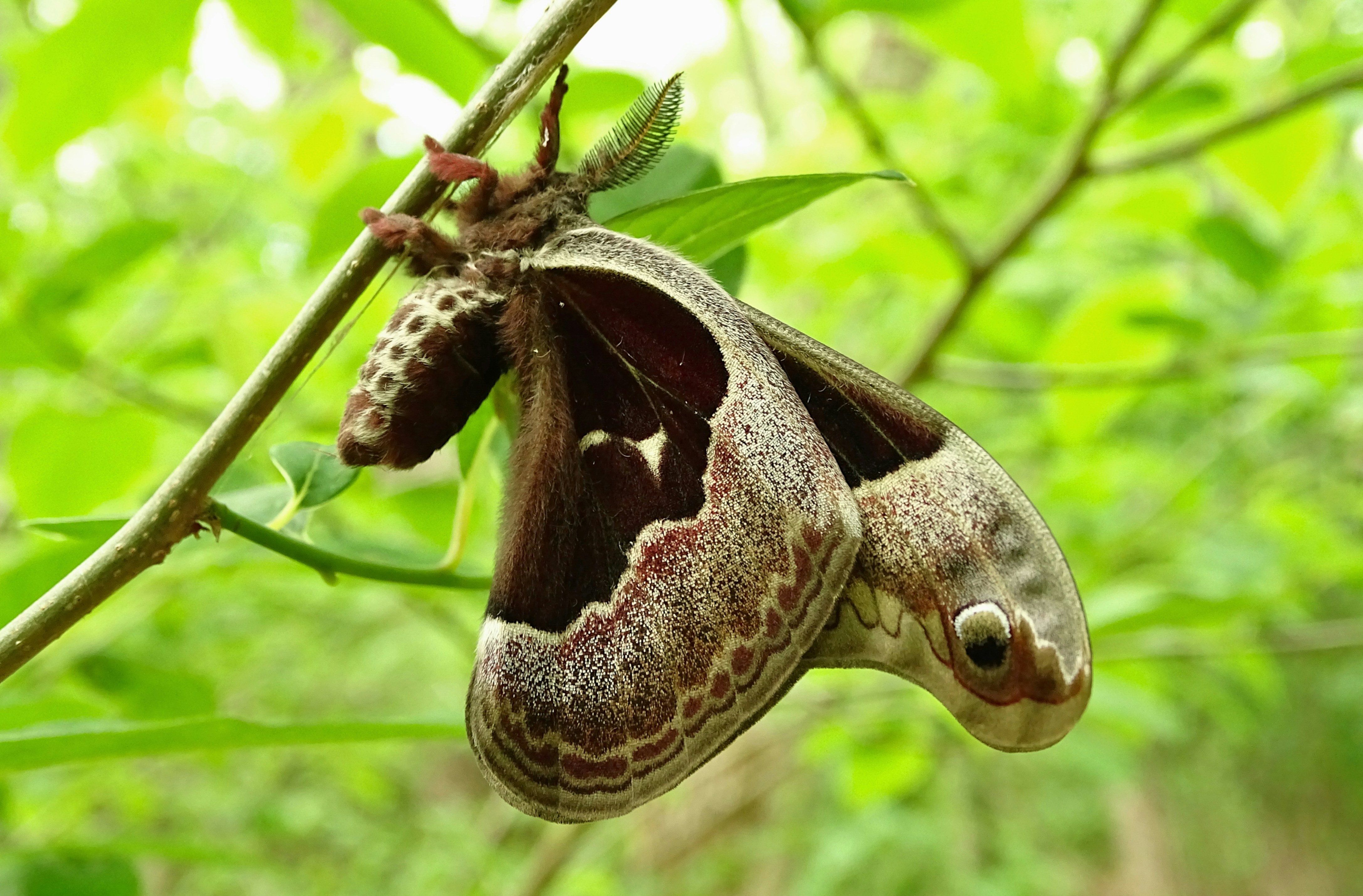 Veiled Majesty: A Hawkmoth Perched on Neon Green Foliage