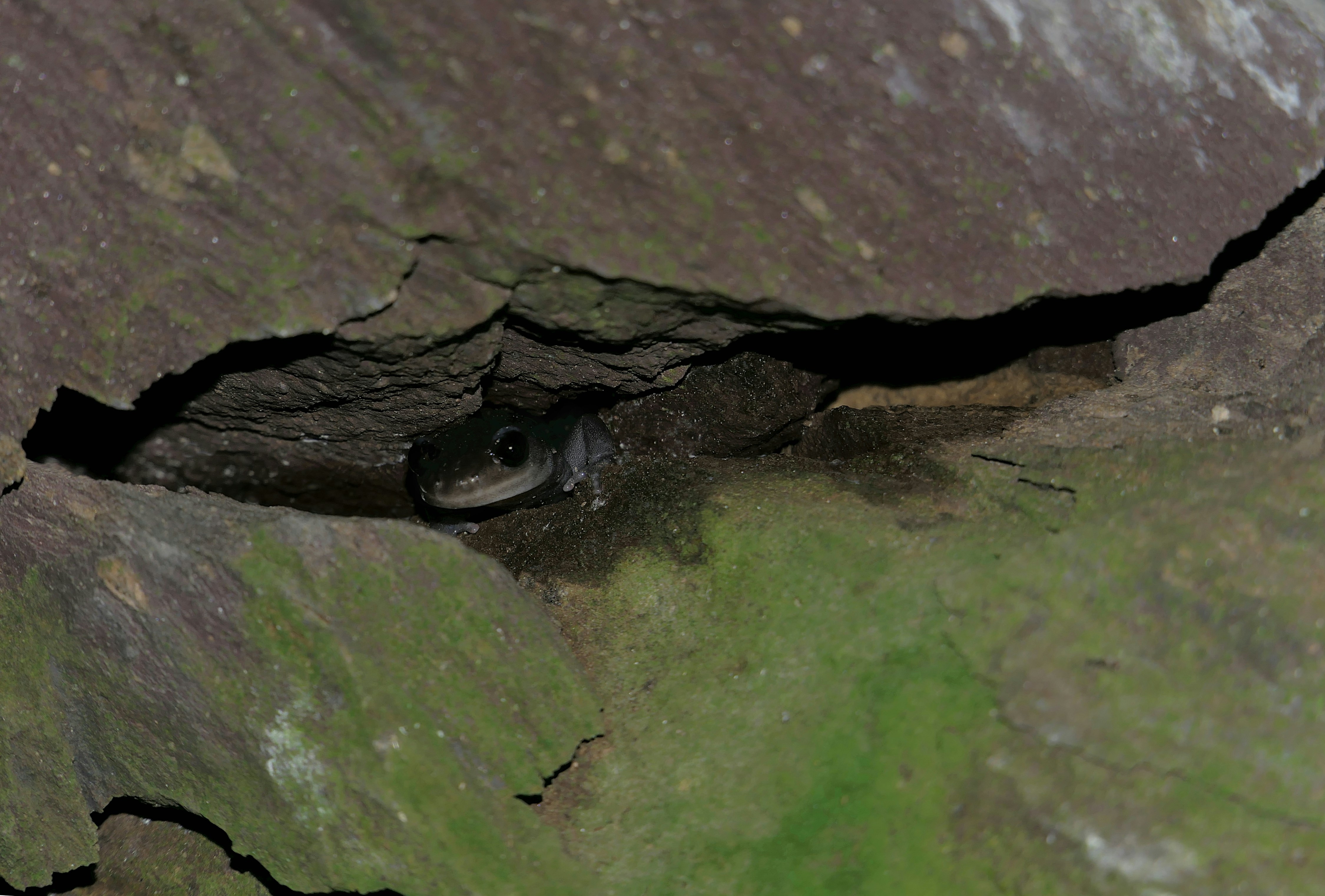 shy salamander peeking