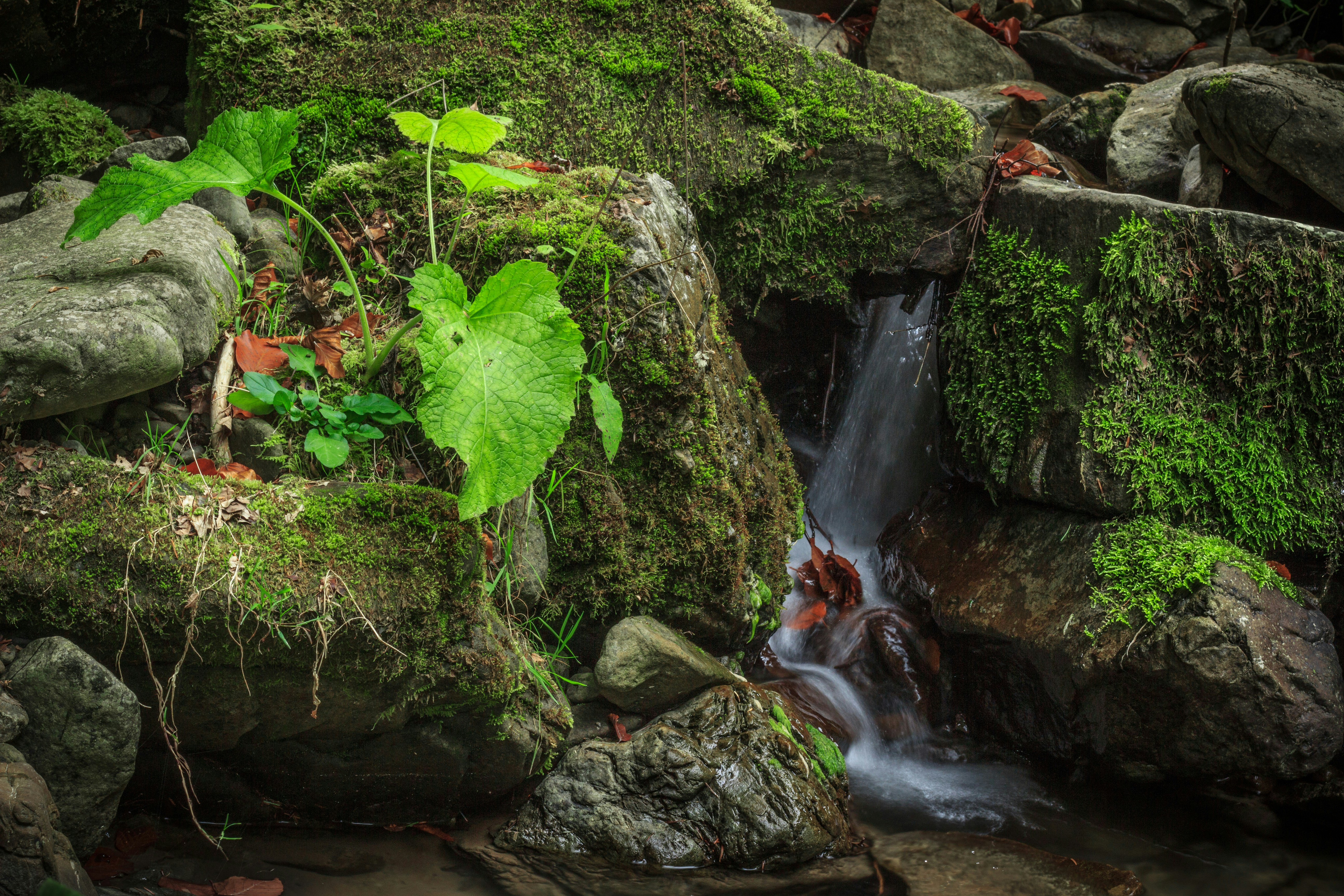 Silent Cascade Between Mossy Rocks