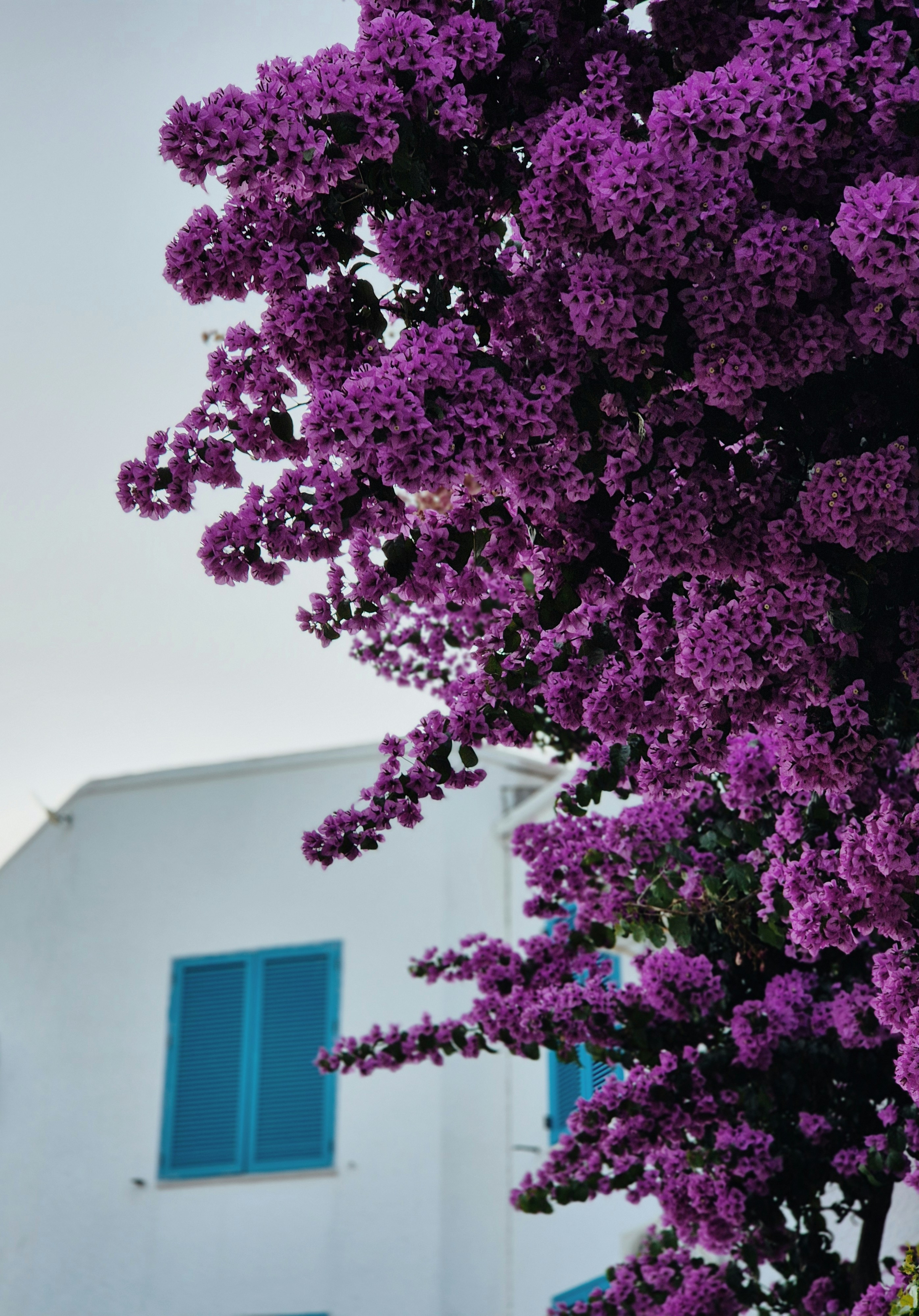 Photograph of vibrant purple bougainvillea cascading beside a white stucco wall with blue window shutters. The composition emphasizes the contrast between the lush blooms and the minimalist Mediterranean backdrop.