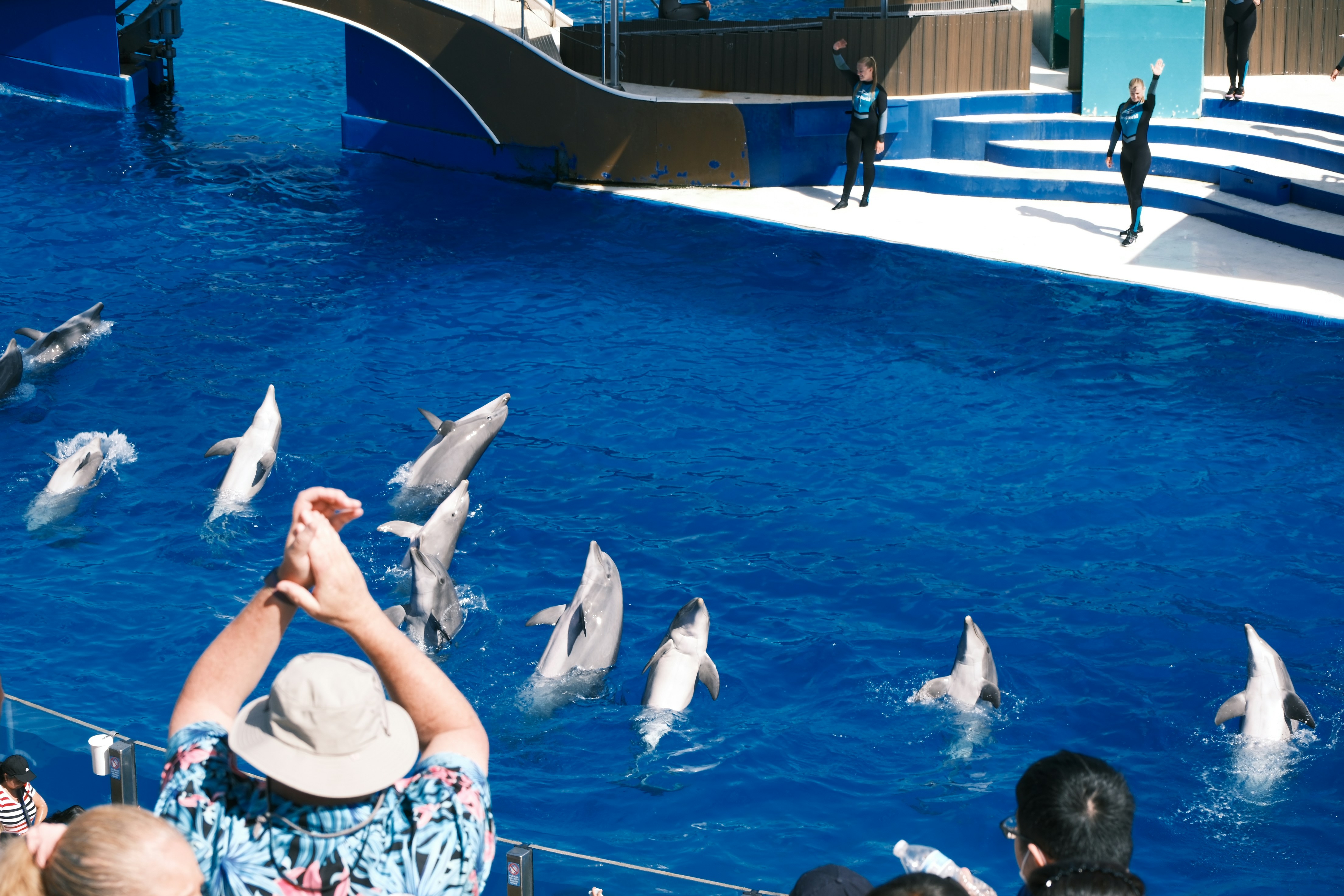 A group of people watching dolphins in a pool photo – Free Dolphin ...