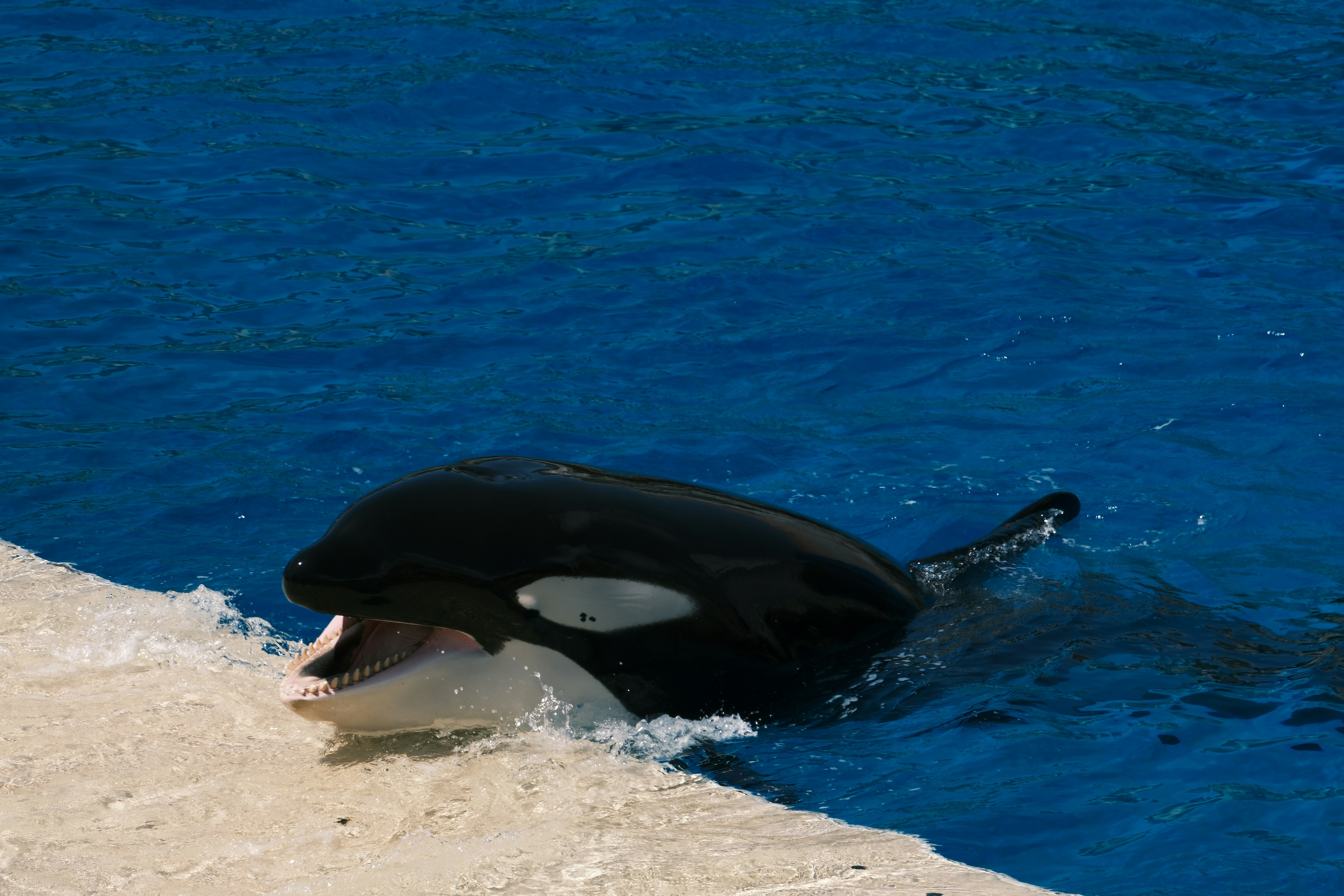 A black and white orca swimming in a pool photo – Free Zoo Image on ...