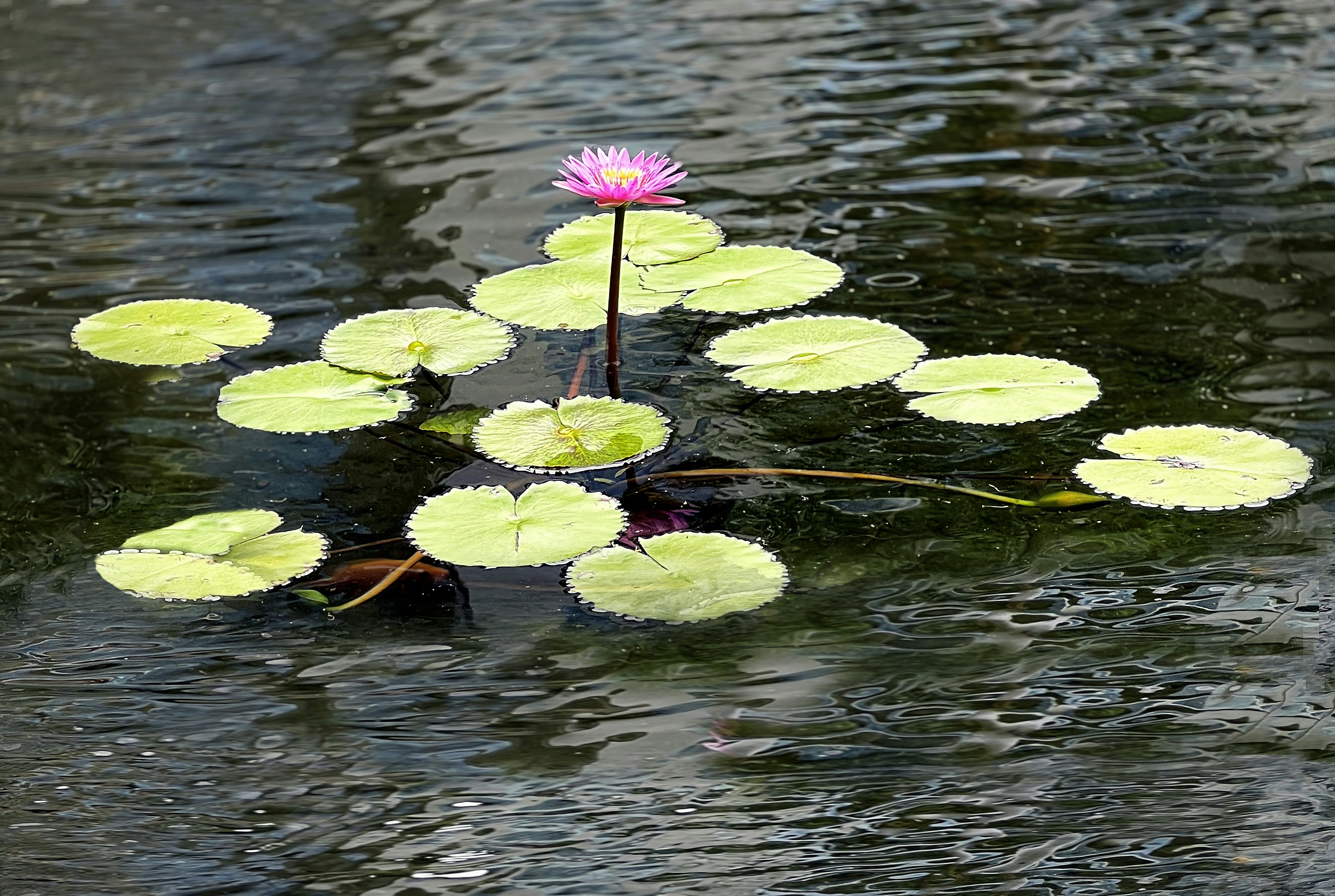 Pink Lotus Crowned by Emerald Discs on a Reflective Pond