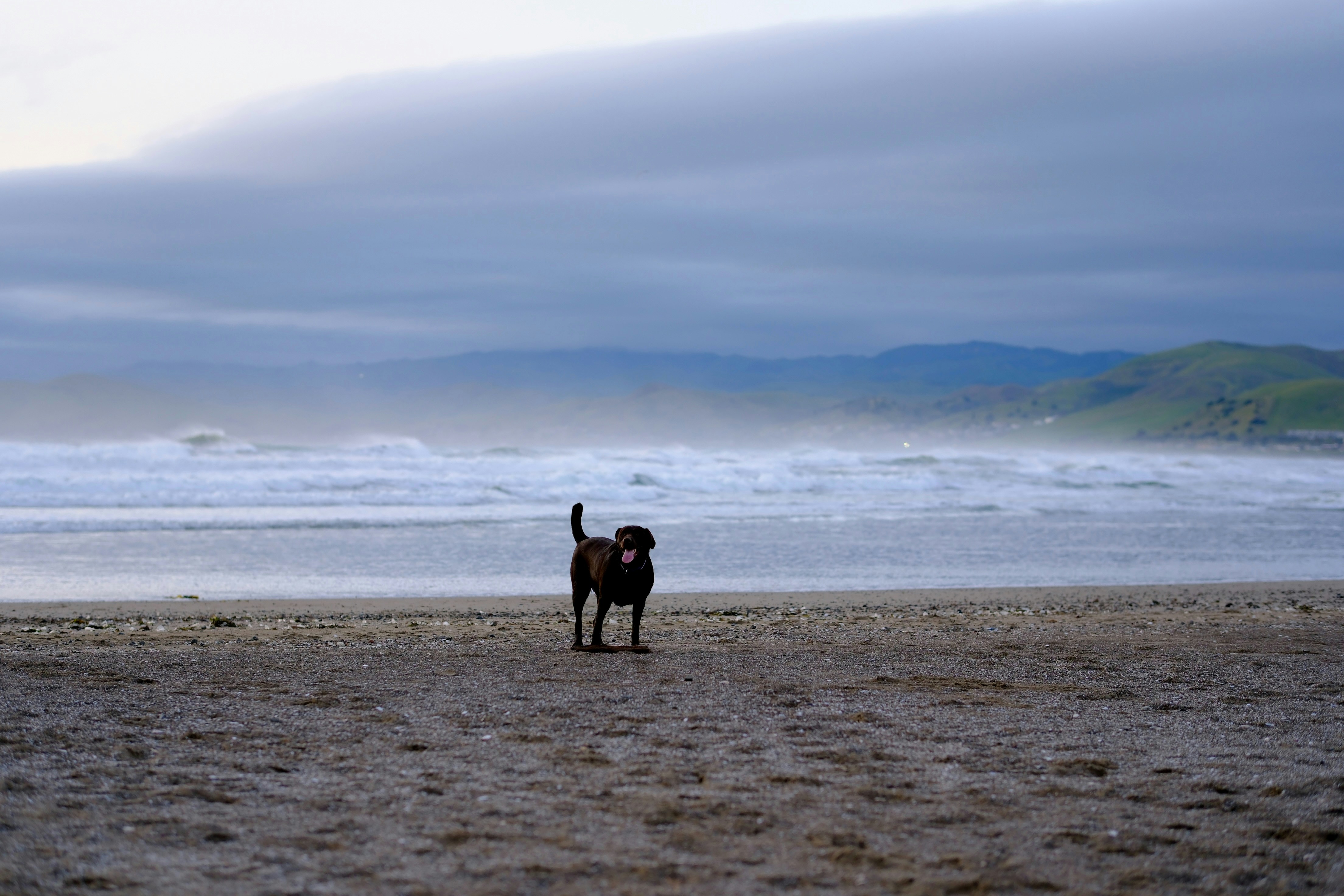 Dog playing on the beach