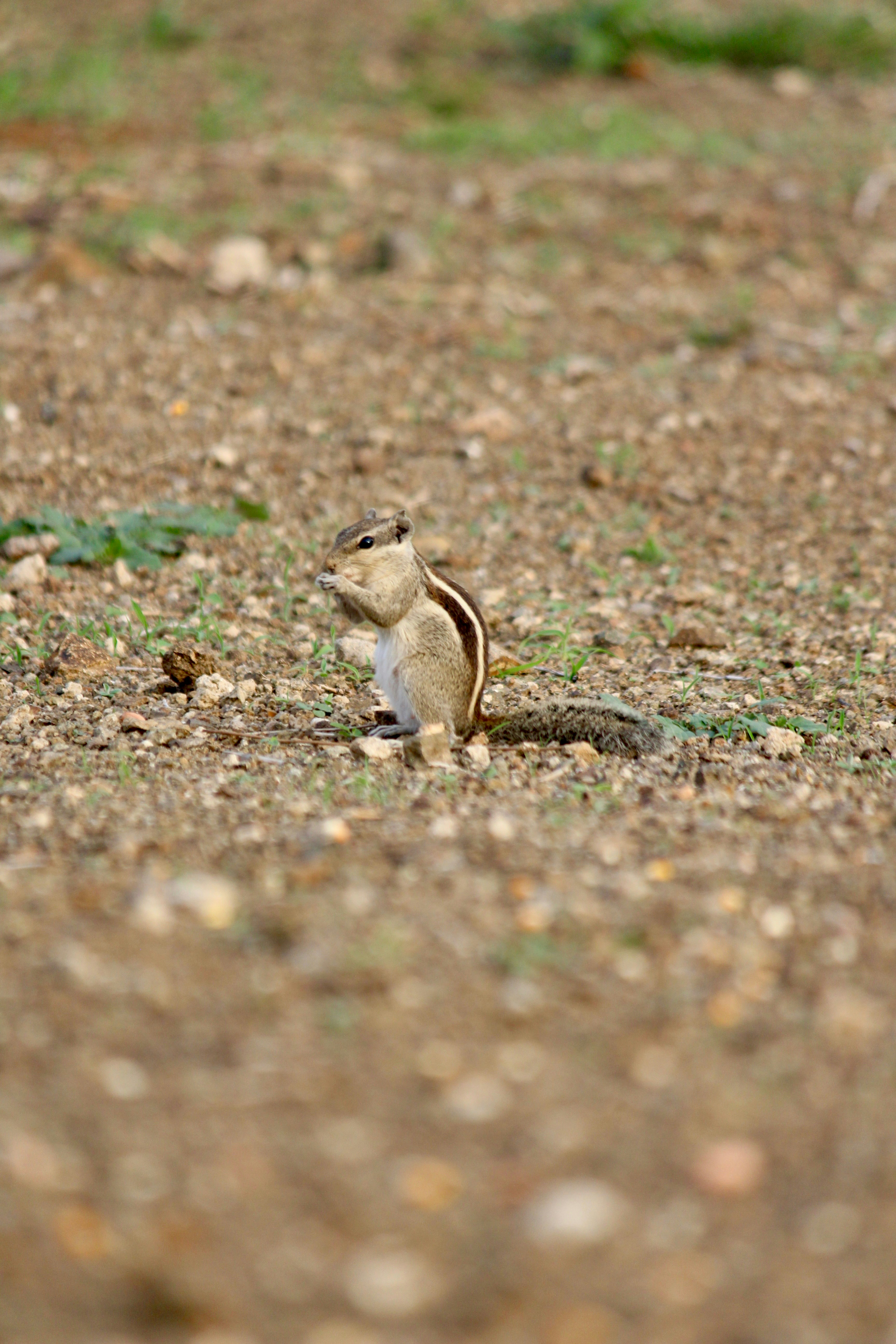 Tiny Sentinel on Pebble Ground: Chipmunk Pauses in Dusty Light