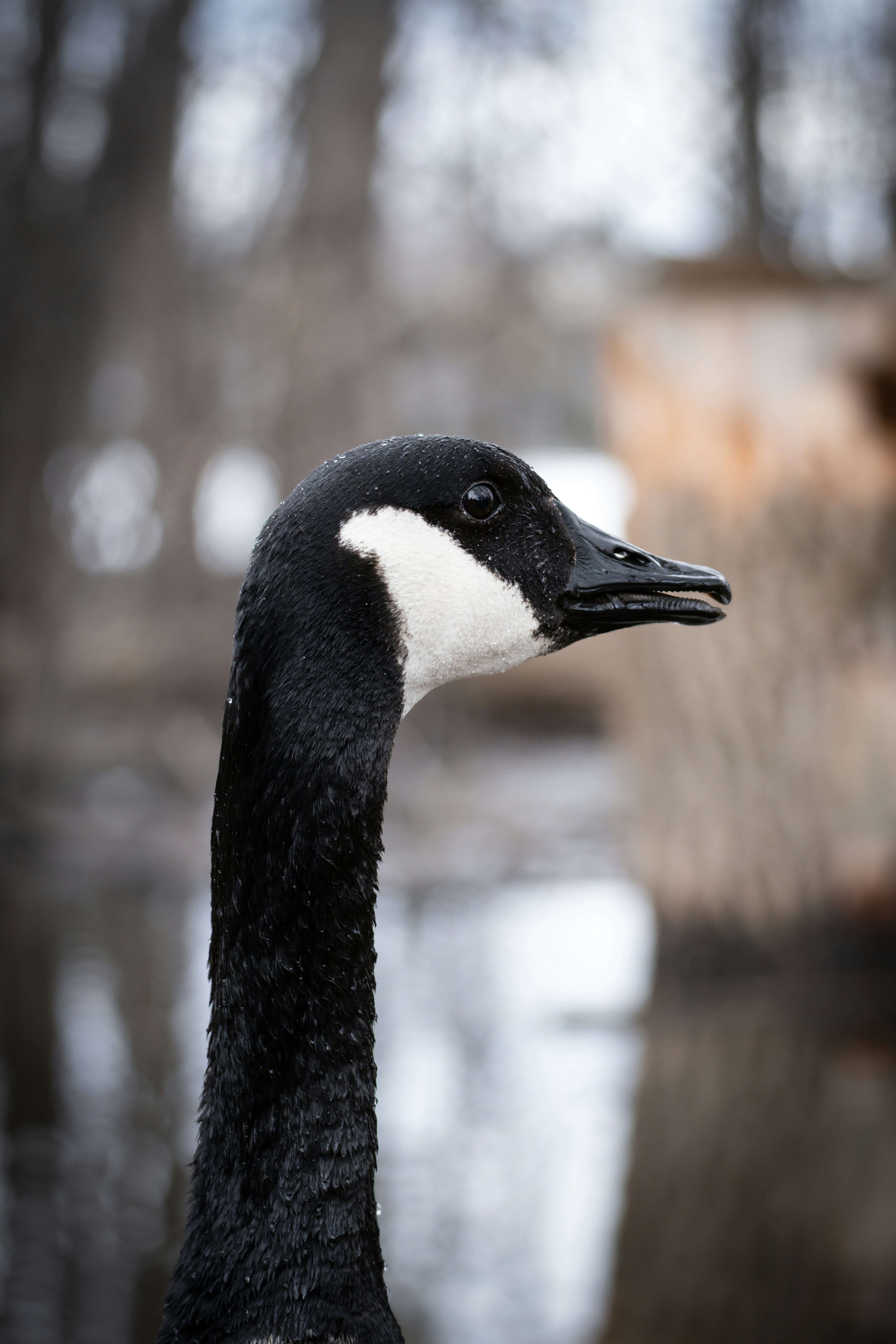 Winter Watcher: Close-Up of a Black Swan's Head and Neck