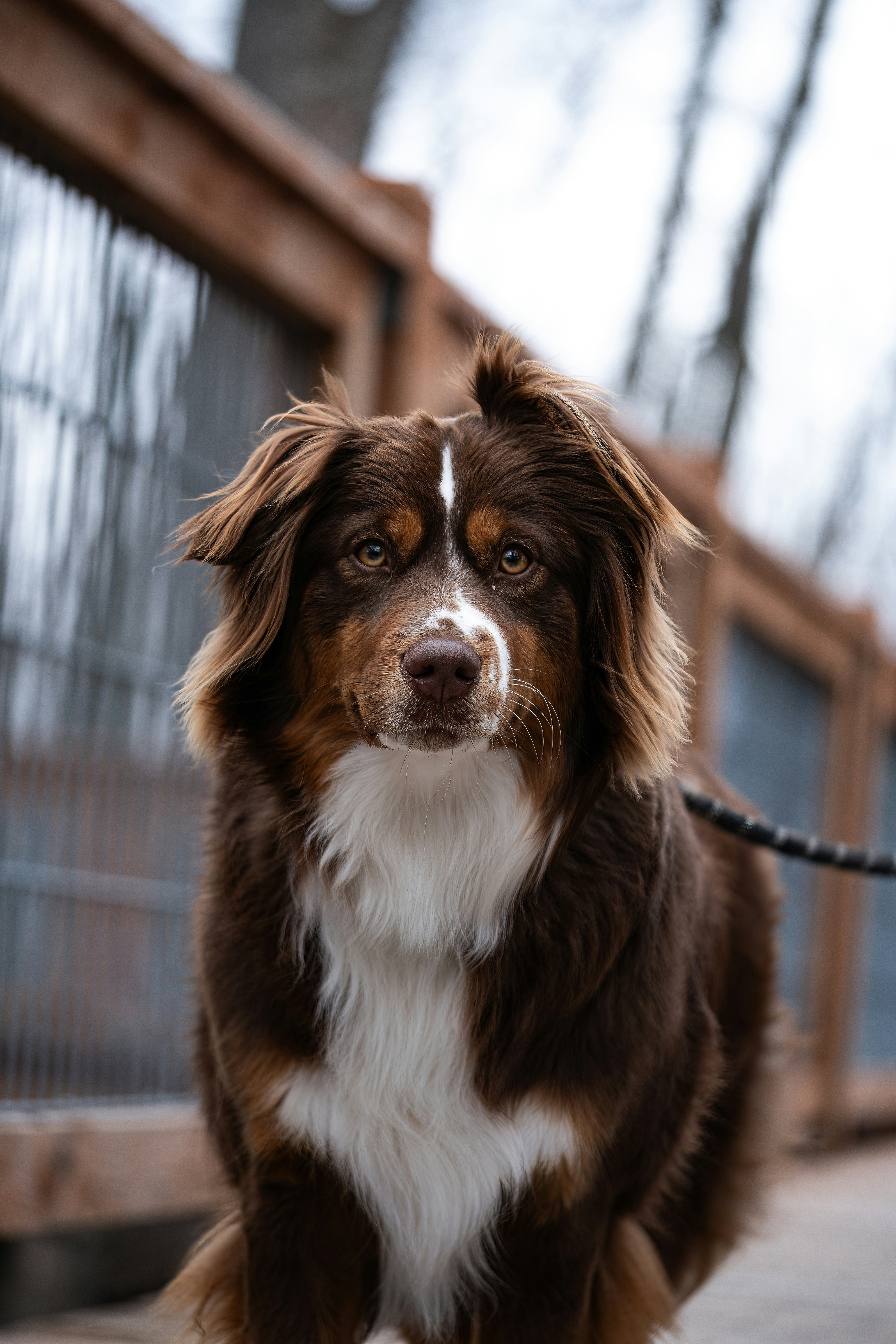 A brown and white dog on a leash