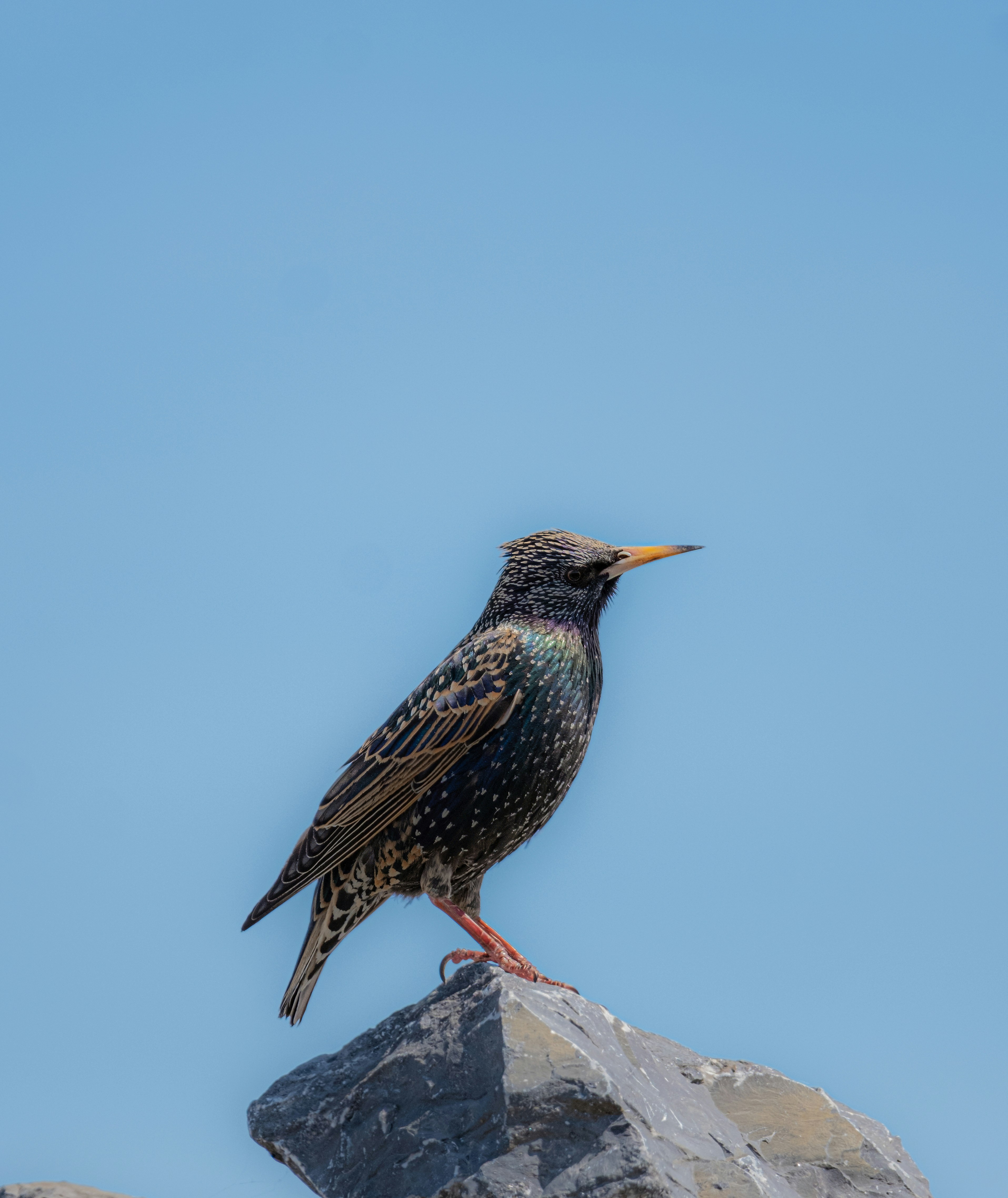 Stately Starling on a Crag under a Clear Sky
