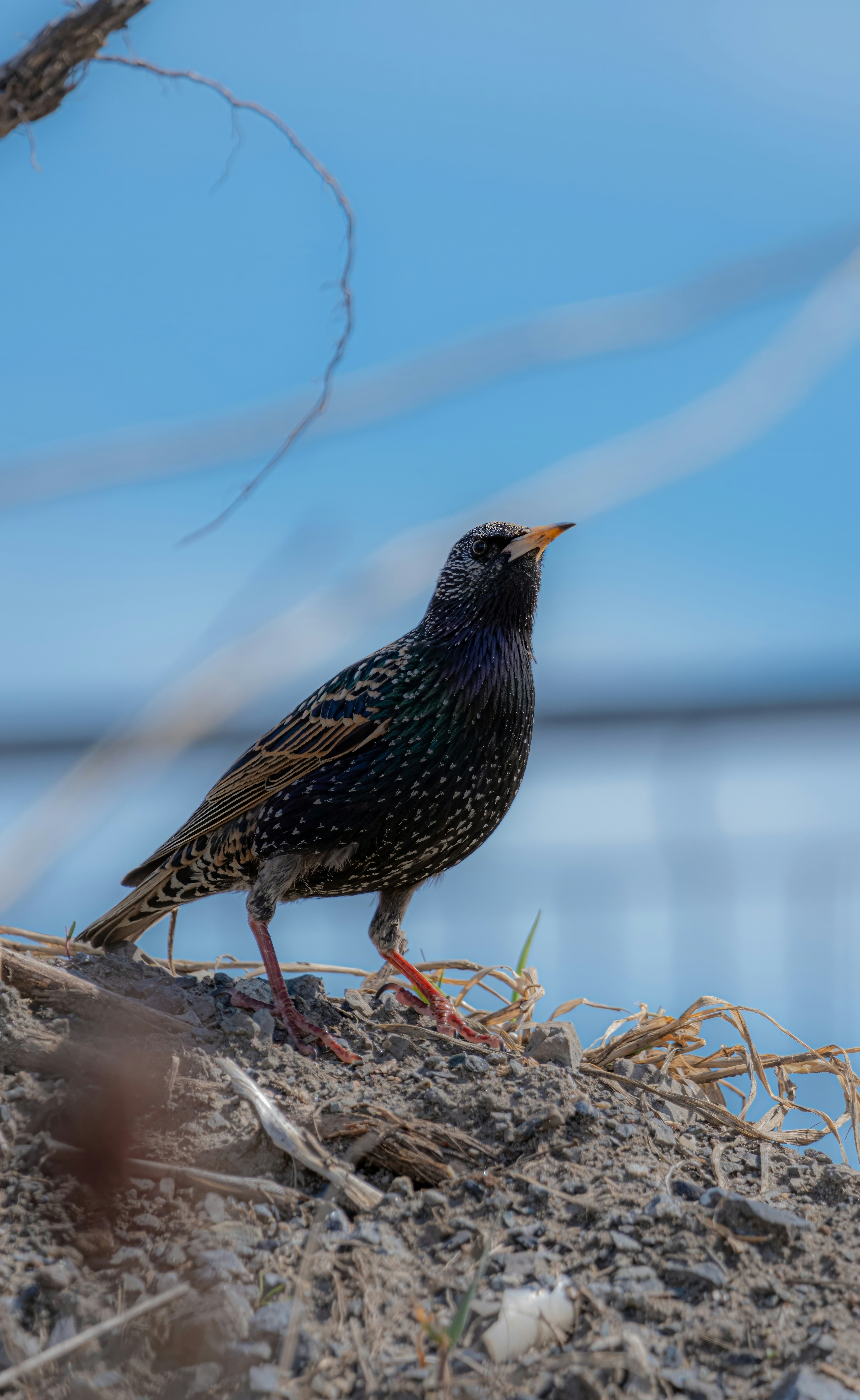 A small bird standing on top of a dirt hill