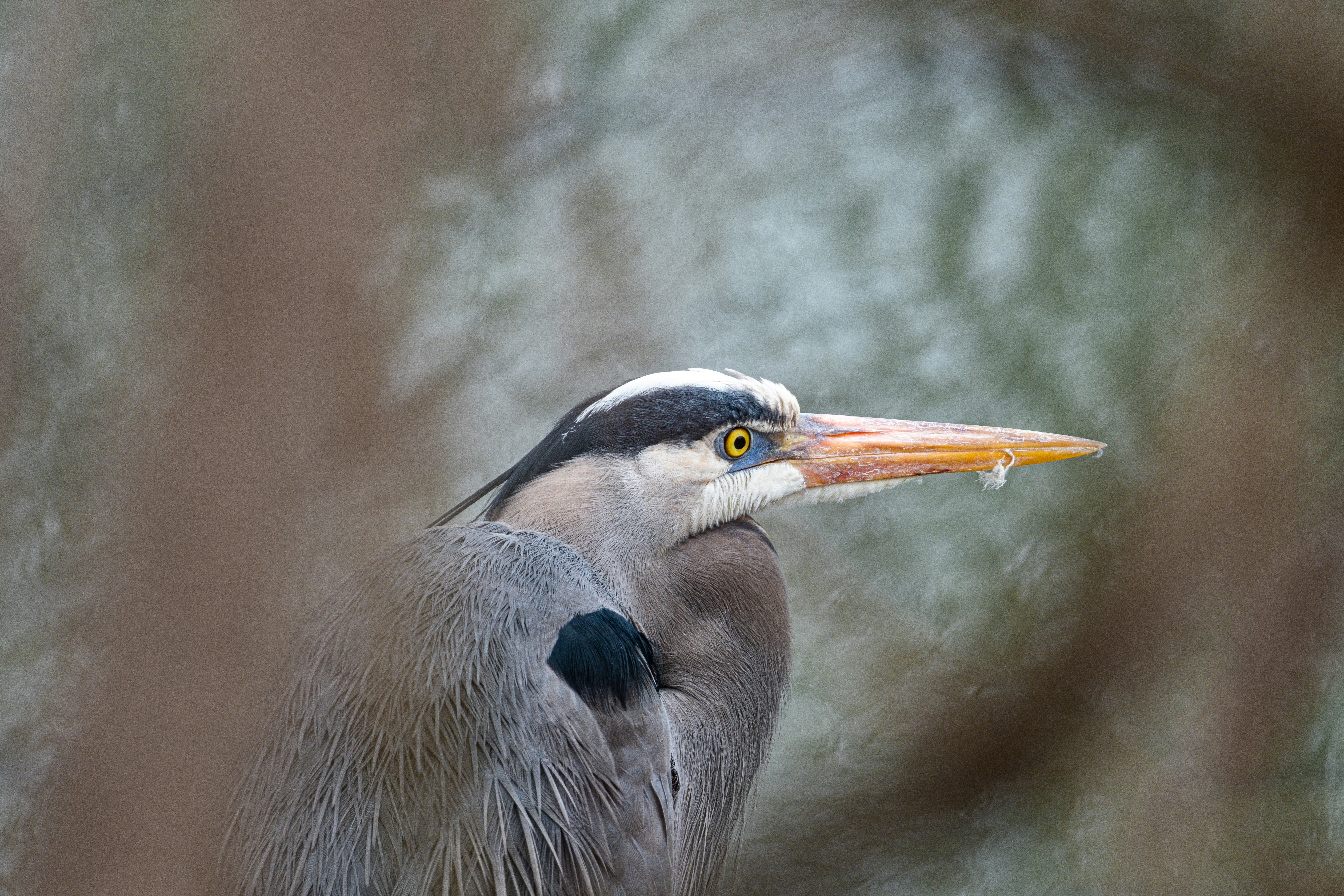 Focus on the Gilded Watcher: Side Profile of a Great Blue Heron