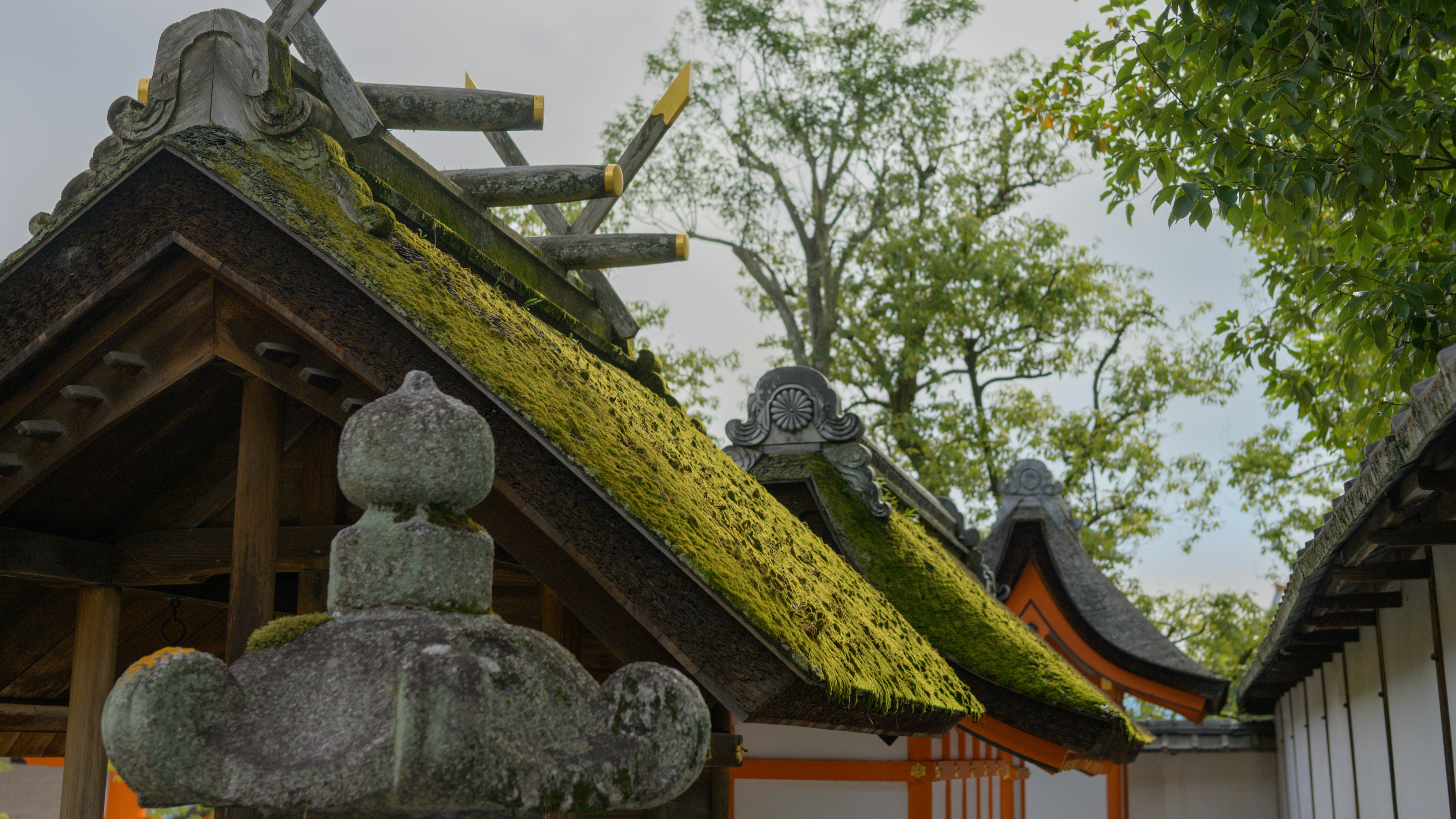 The roof of a building with moss growing on it photo – Free Fushimi ...