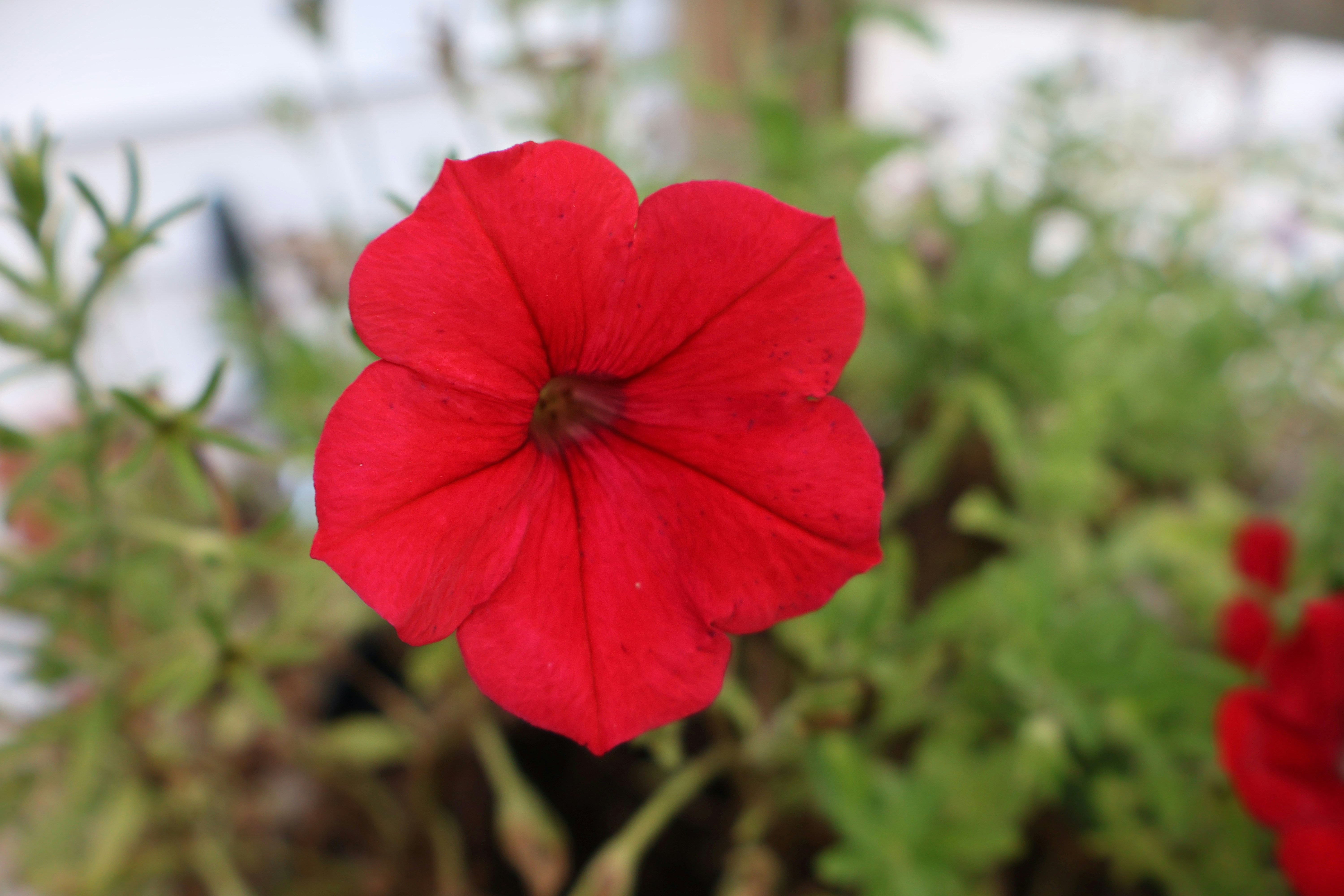 Vibrant red petunia flower surrounded by lush green foliage, showcasing nature's beauty in close-up.