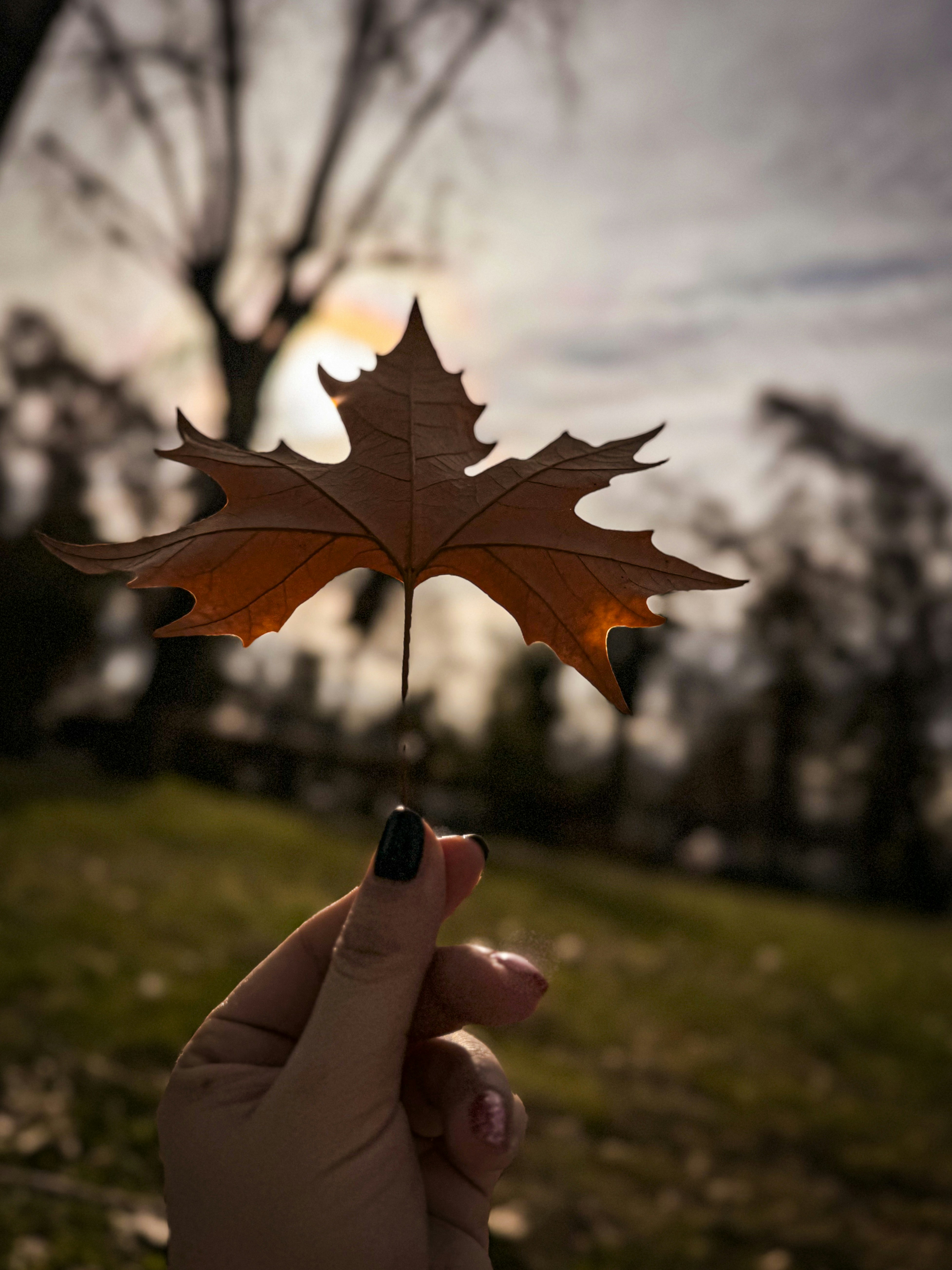 Backlit Maple Leaf: A Quiet Autumn Moment in Soft Focus