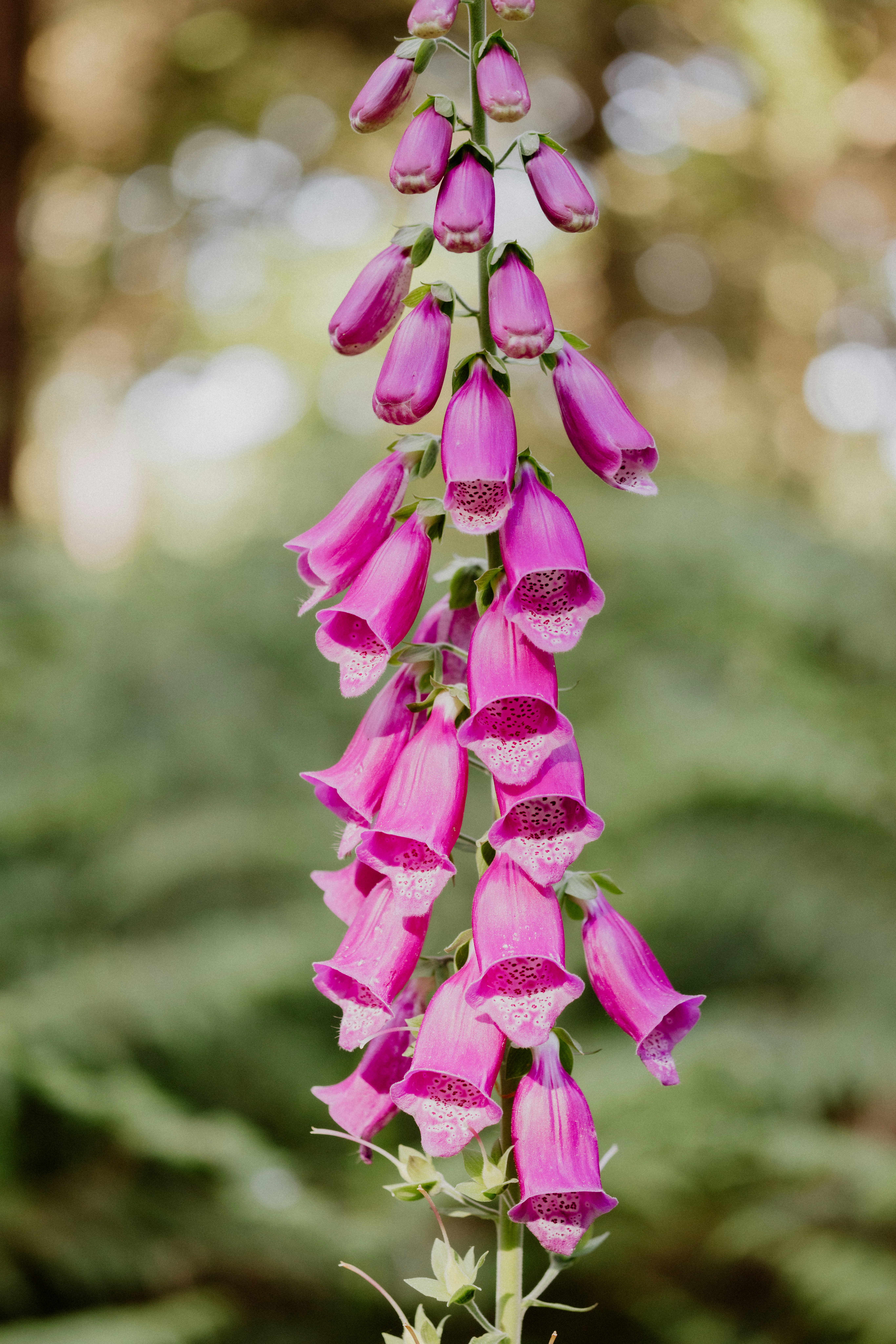 Pink florals | 100+ best free photos on Unsplash