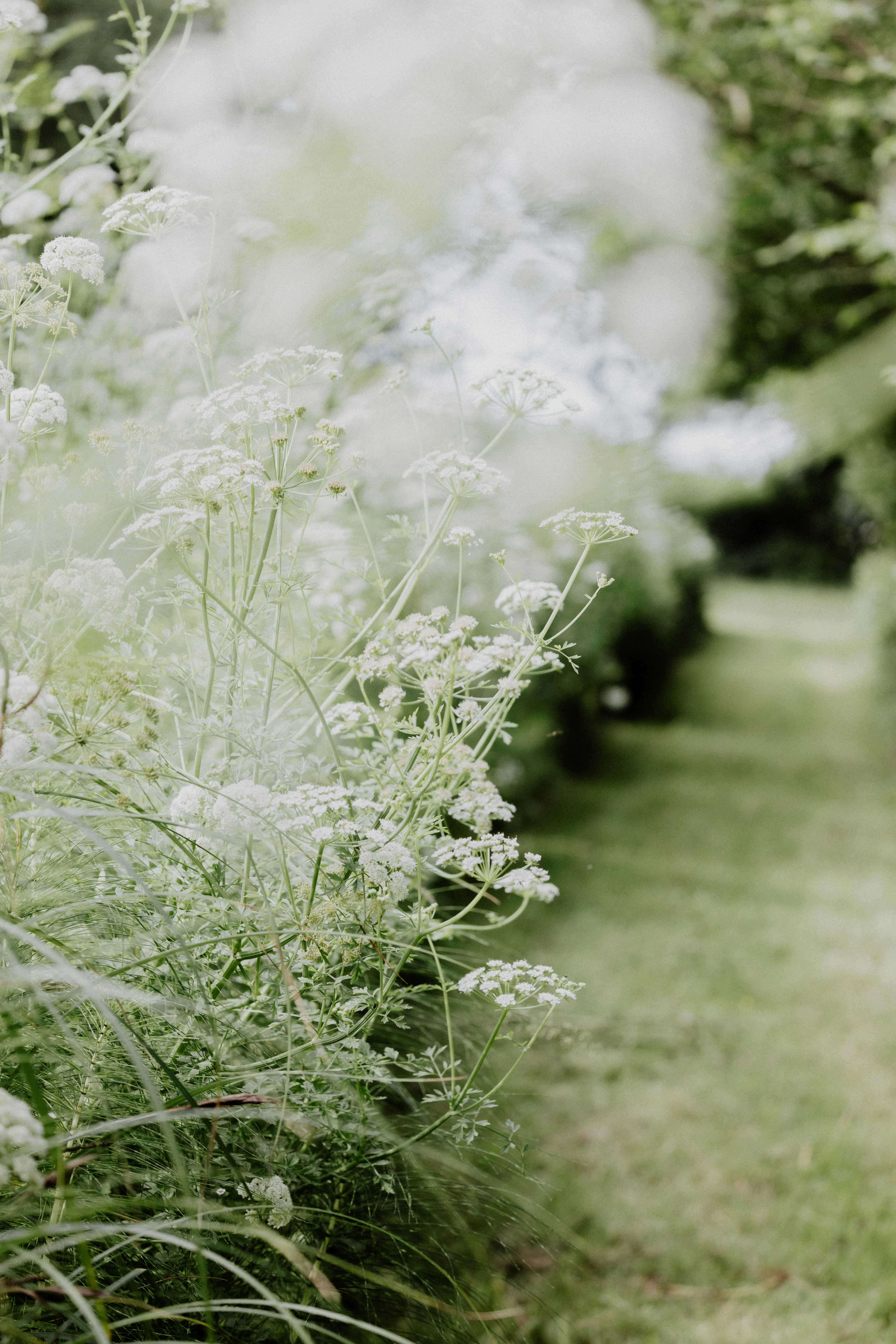 Meme Backgrounds | 100+ best free background, grey, website, and ...