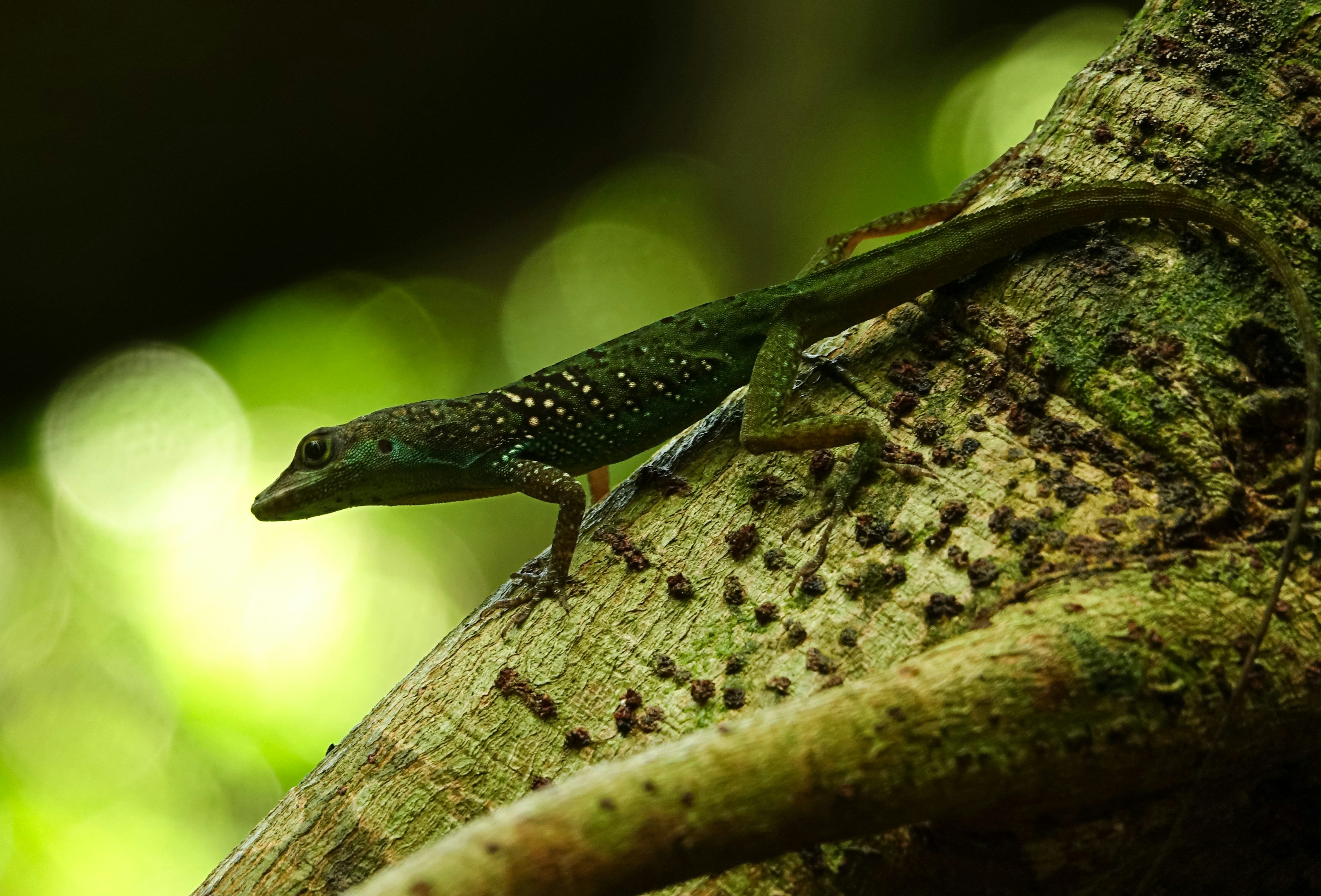 A green lizard sitting on top of a tree photo – Free Martinique Image ...