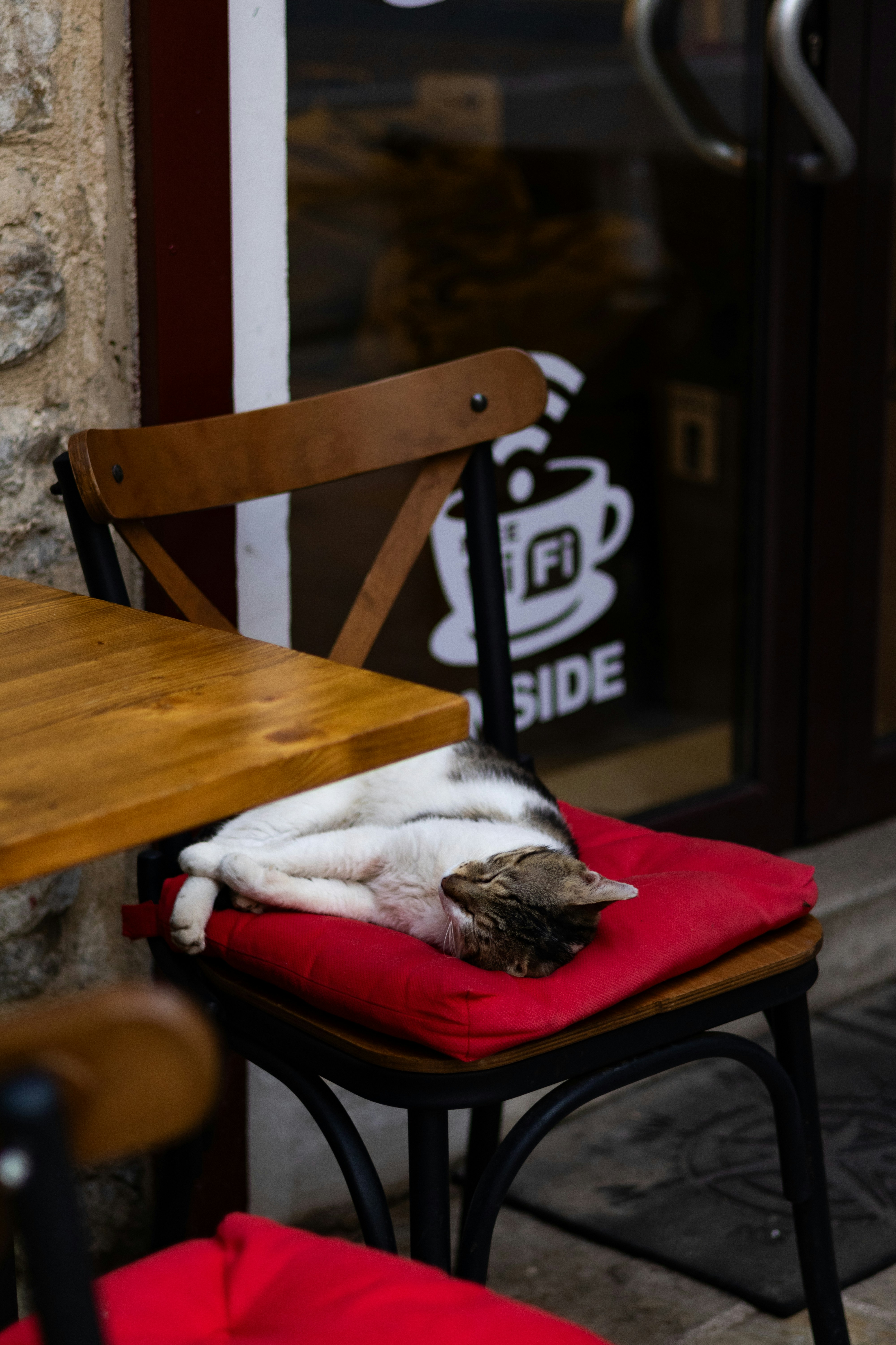 Sunset Doze on a Red Pillow: A Quiet Street Corner Catnap