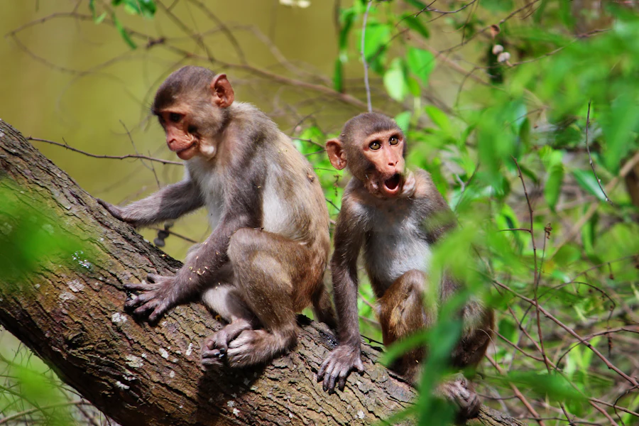 Two macaques sit on a slanted tree trunk, one looking down and the other facing the camera with its mouth open. Soft green foliage blurs in the background.