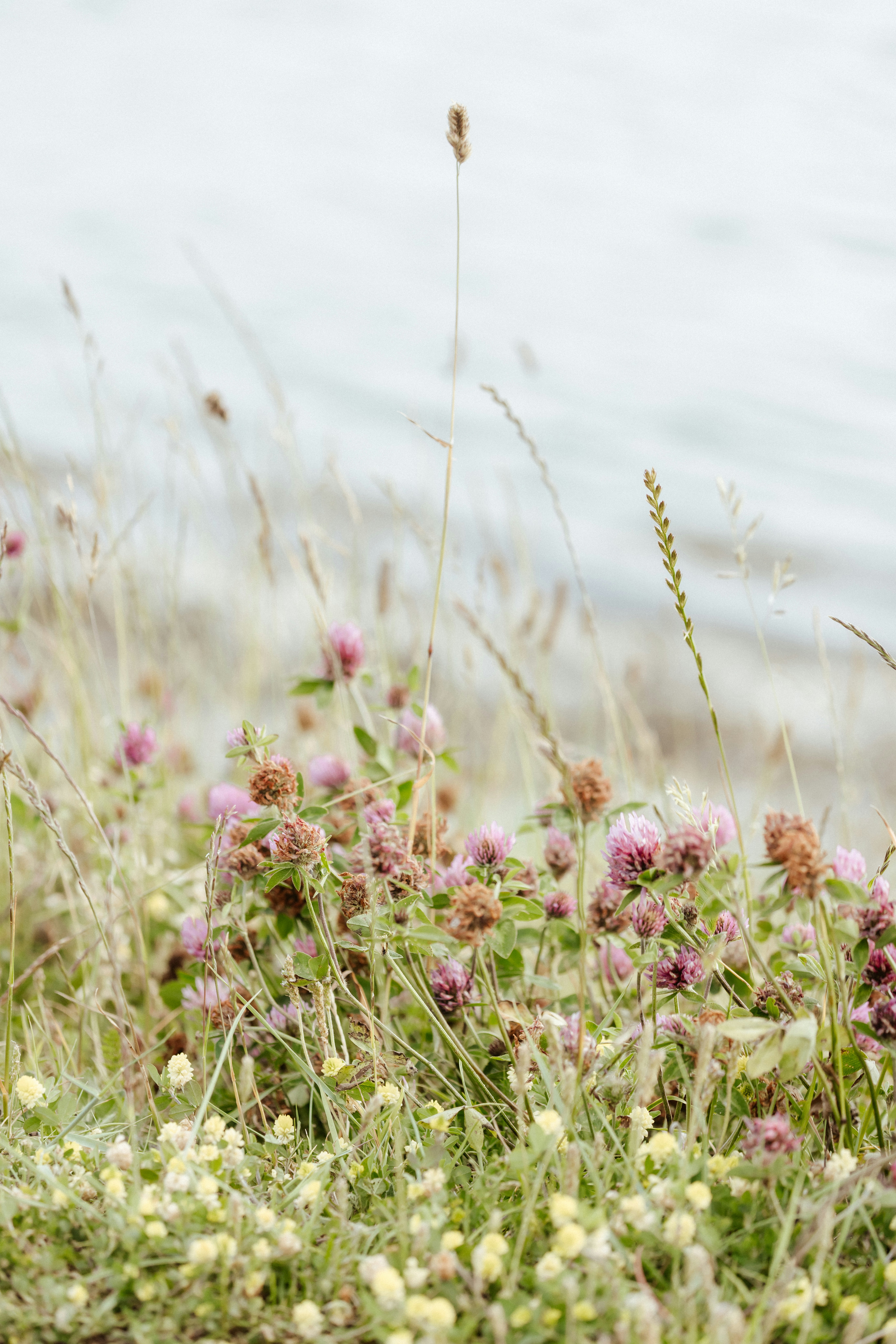 A field of wild flowers next to a body of water photo – Free Nature ...