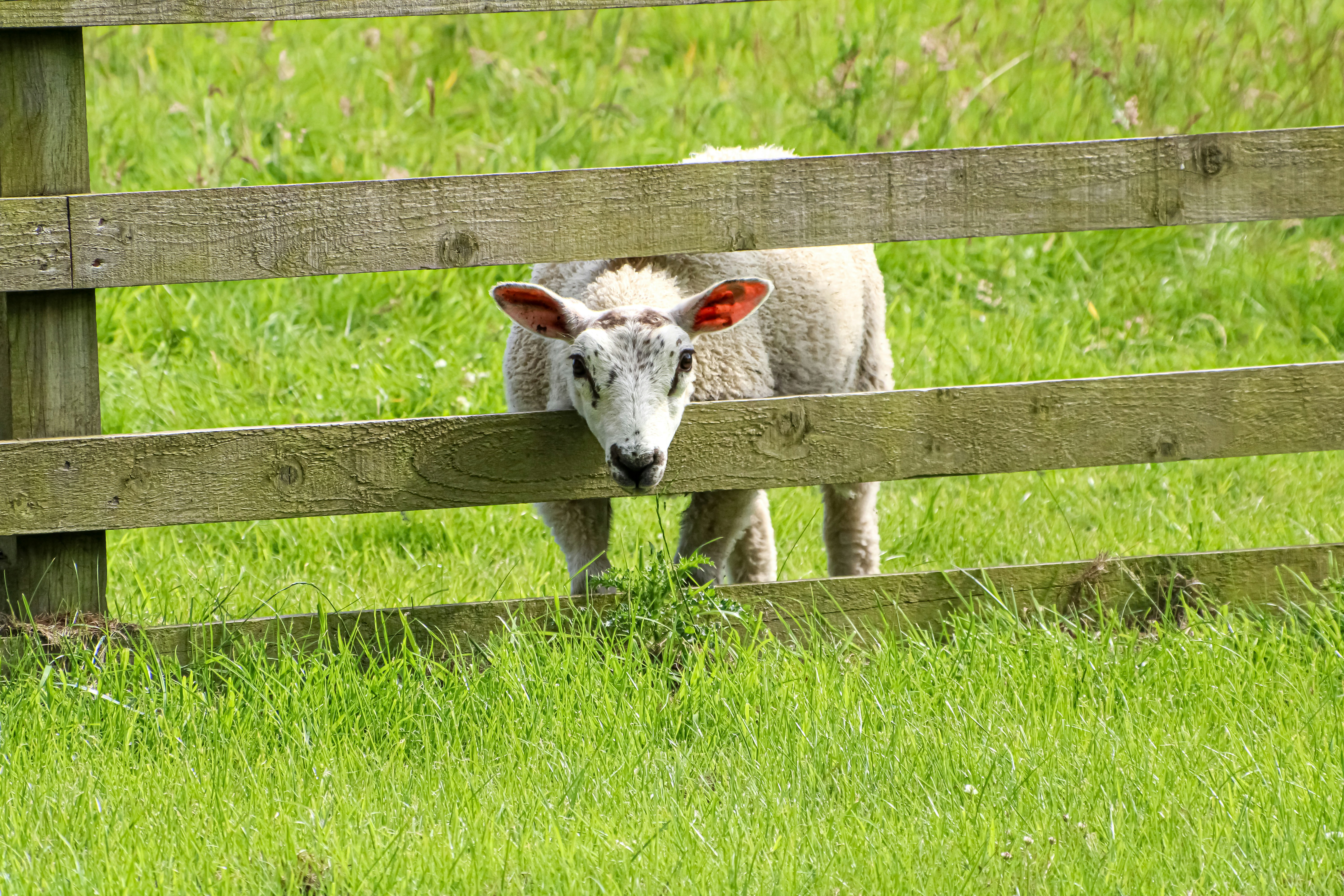 Grazing Gaze: A Curious Sheep Peeks Through a Weathered Fence