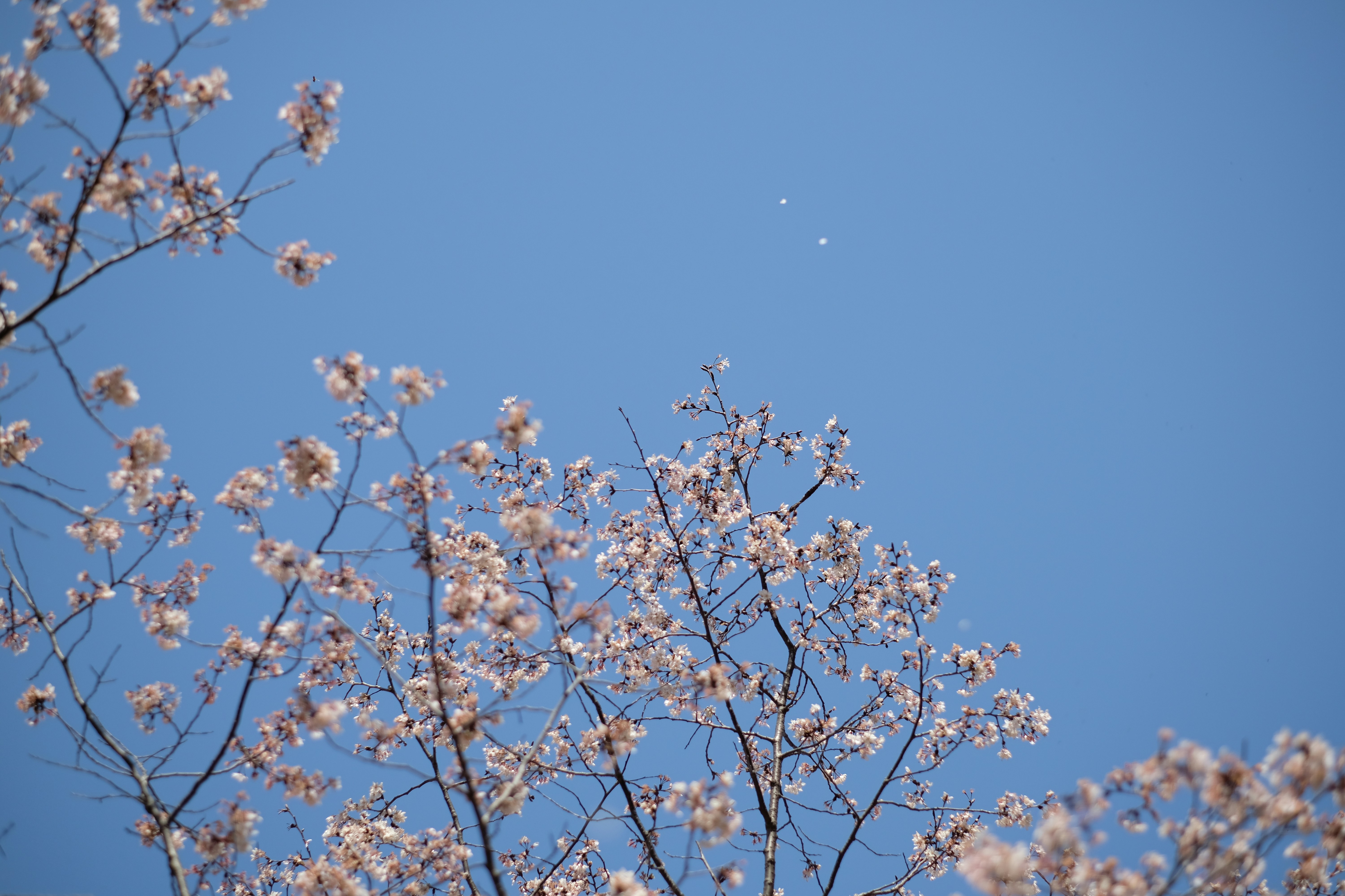 Two White Birds in a Clear Blue Sky Above a Cherry Blossom Canopy
