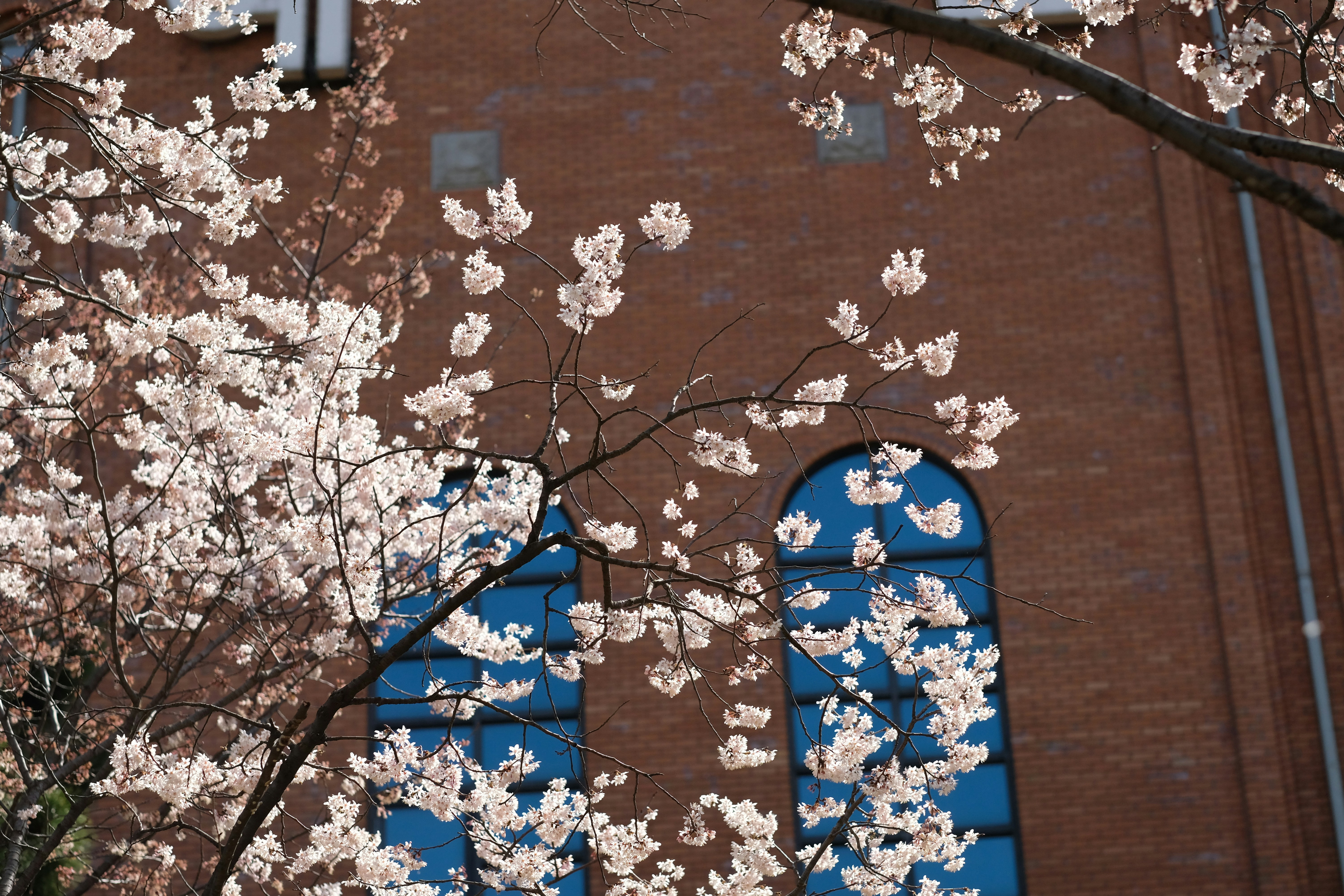 Cherry Blossoms Framing Blue Arches Against a Brick Facade