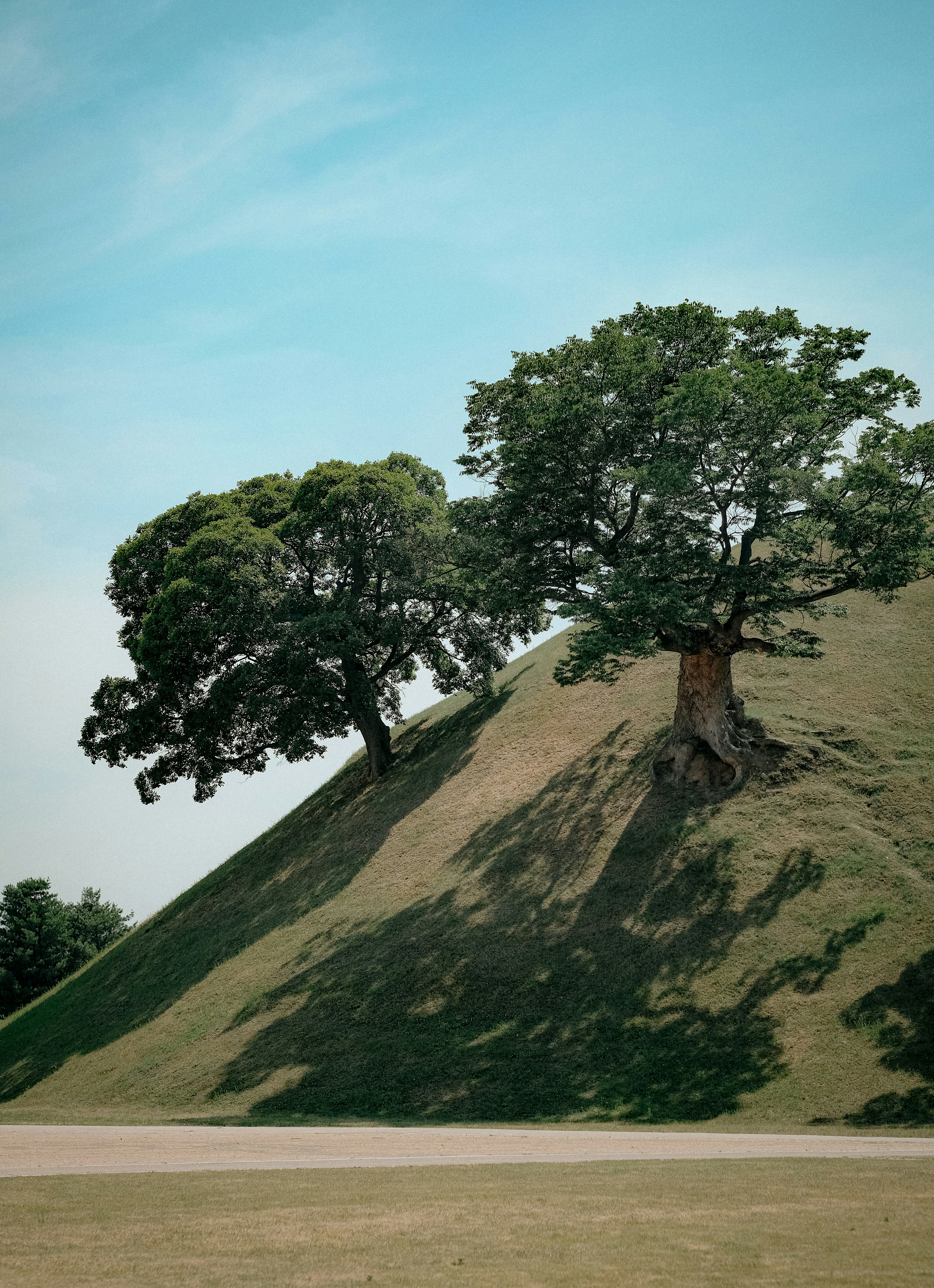 A large hill with trees on top of it photo – Free Field Image on Unsplash