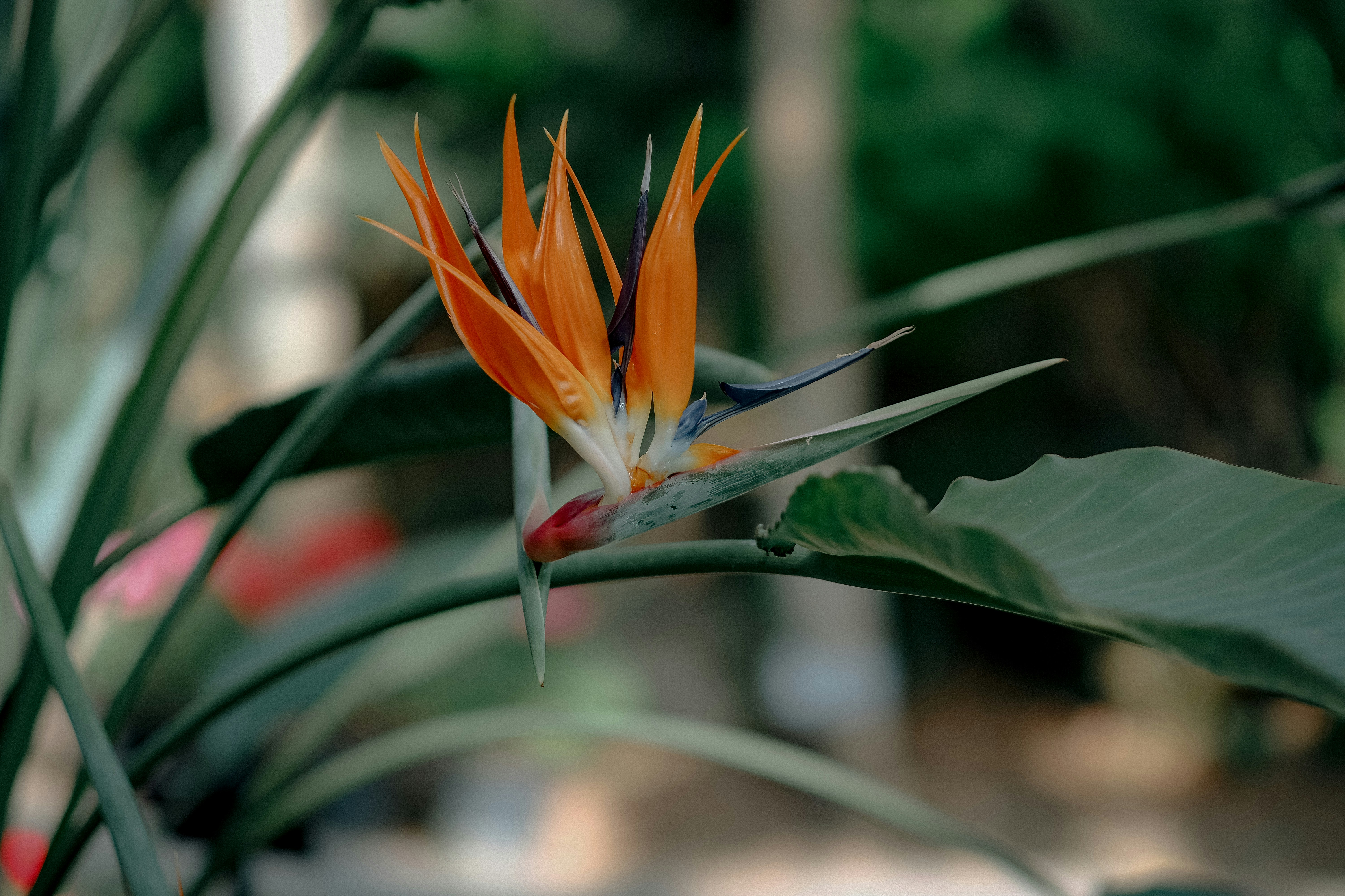 Stellar Heliconia Bloom Against a Soft-green Backdrop