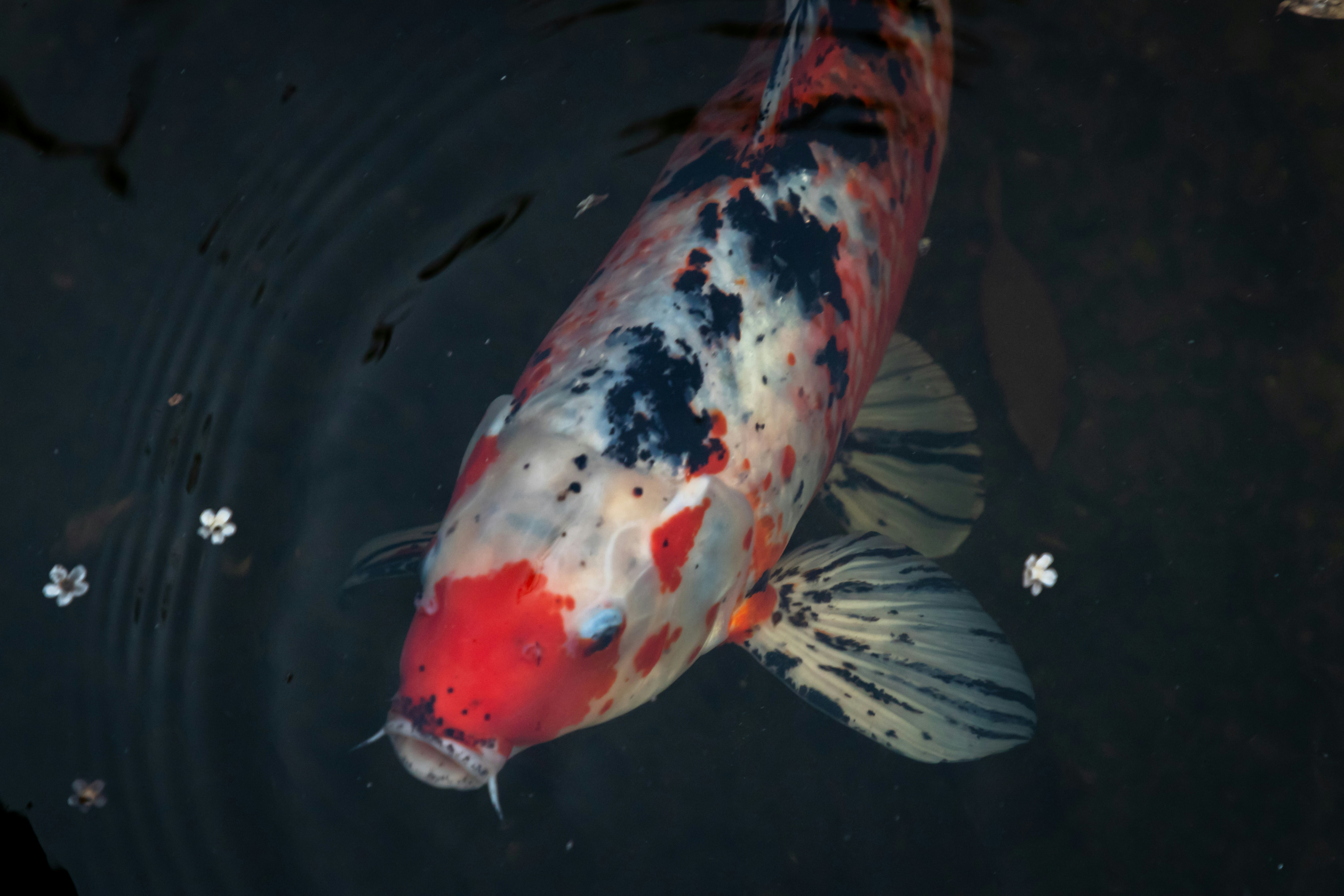 Koi in Velvet Dark Water: A Tricolor Glide