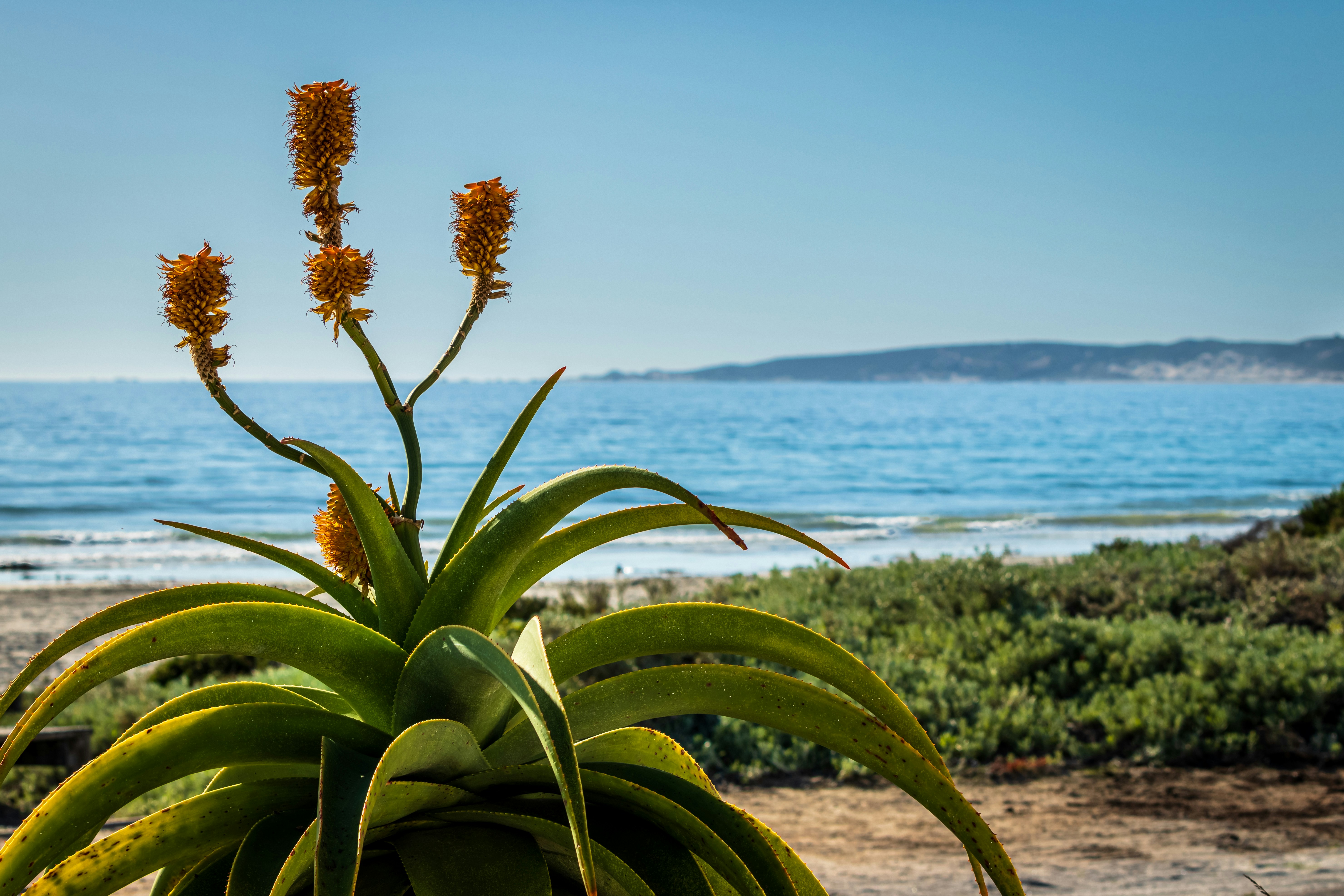 Fronds of Fire by the Pacific: Aloe in a Coastal Morning