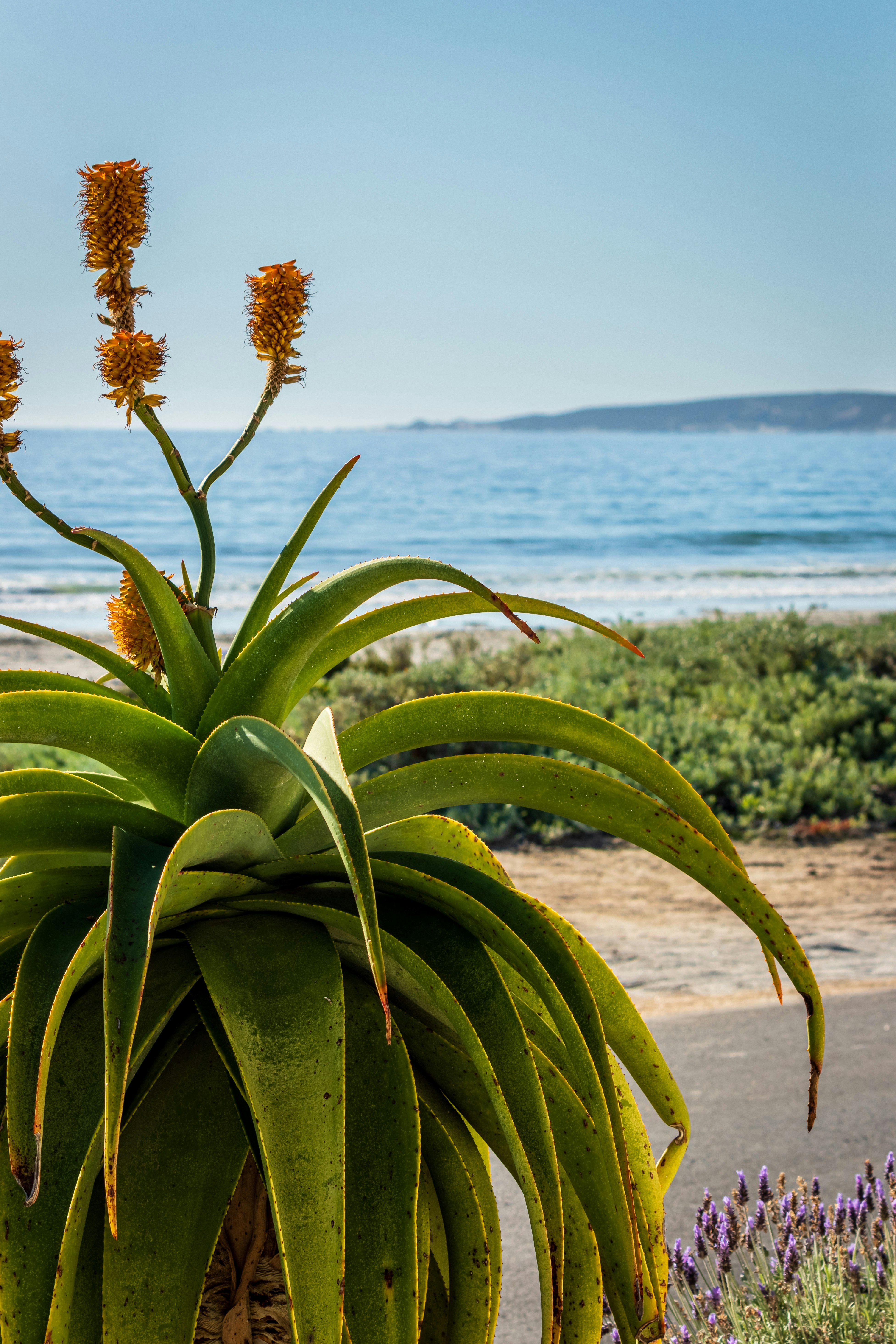 Sunlit Agave by the Shore, with a Calm Sea Backdrop