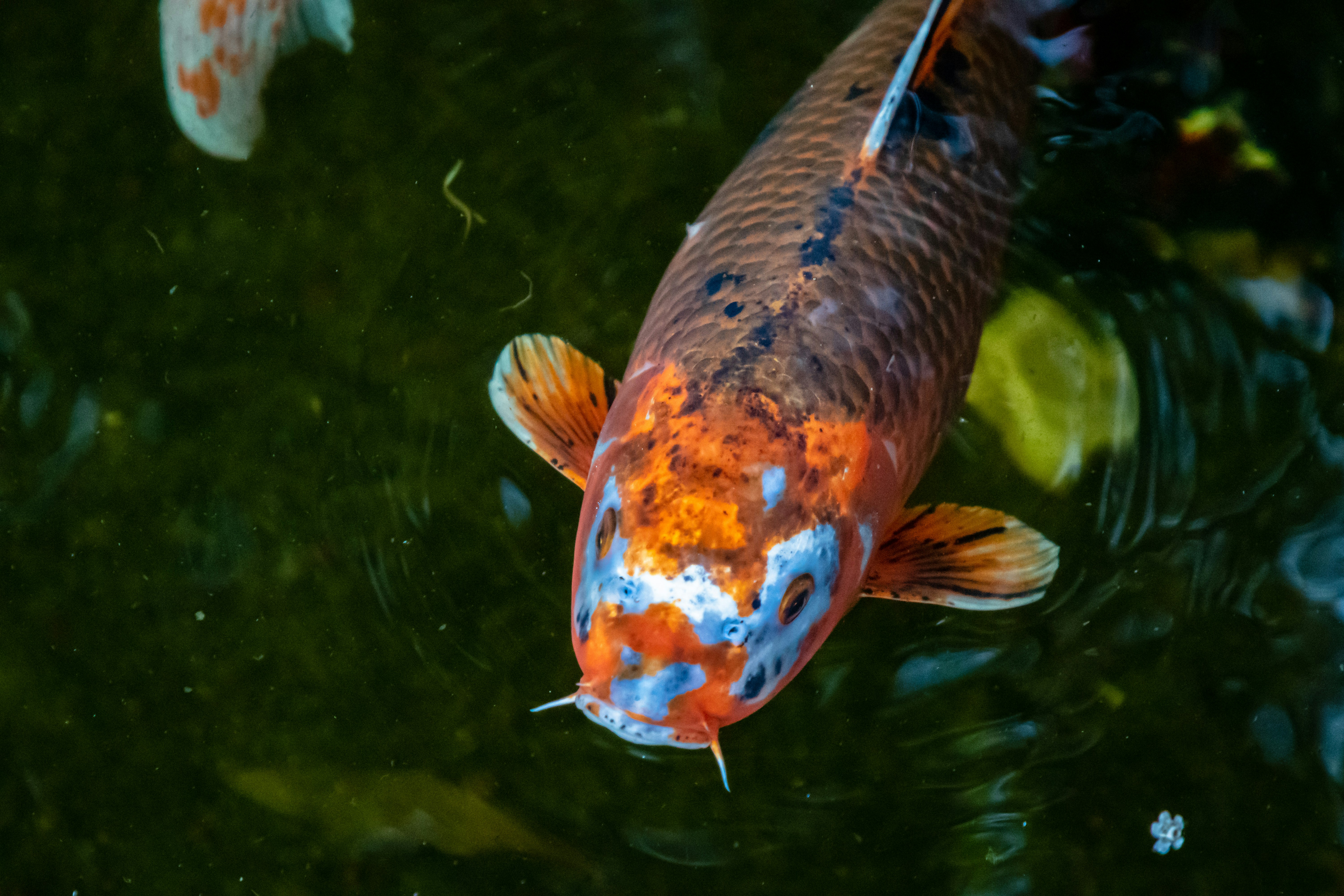 Photo by Grant Durr with Canon EOS 80D