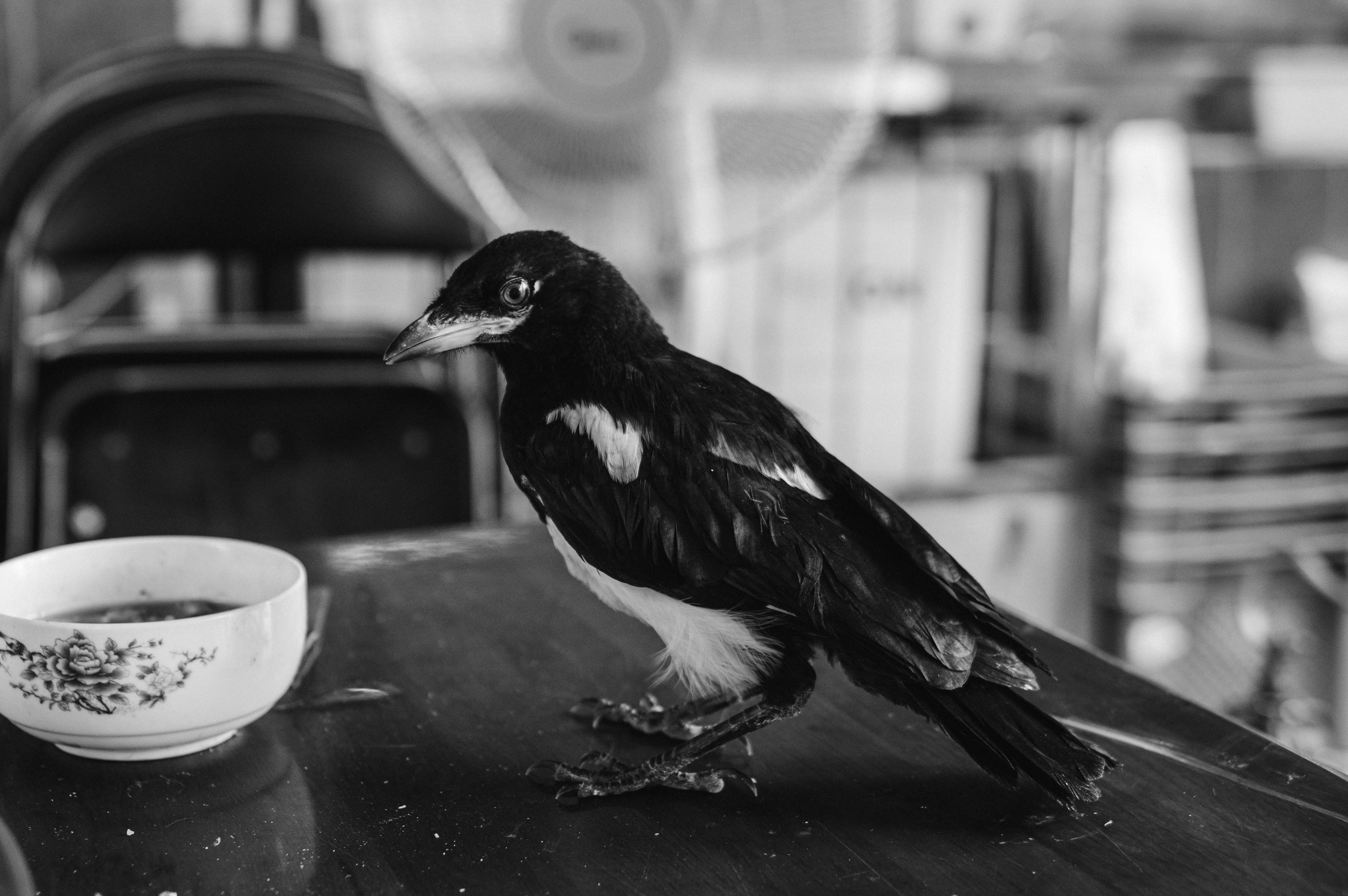 Monochrome Magpie on a Counter: Quiet Stare by the Teacup