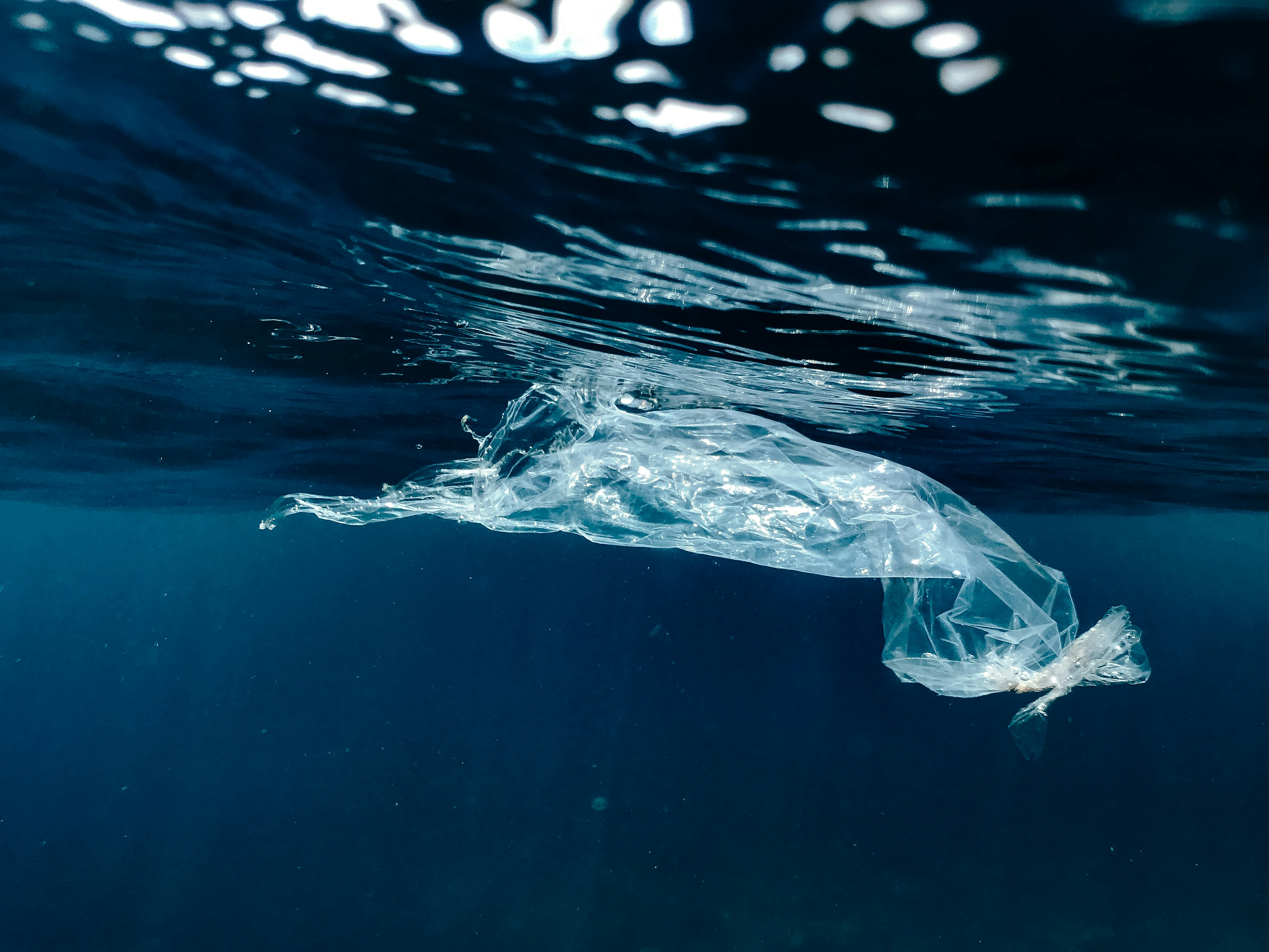 A plastic bag floating in the water photo – Free Bali Image on Unsplash