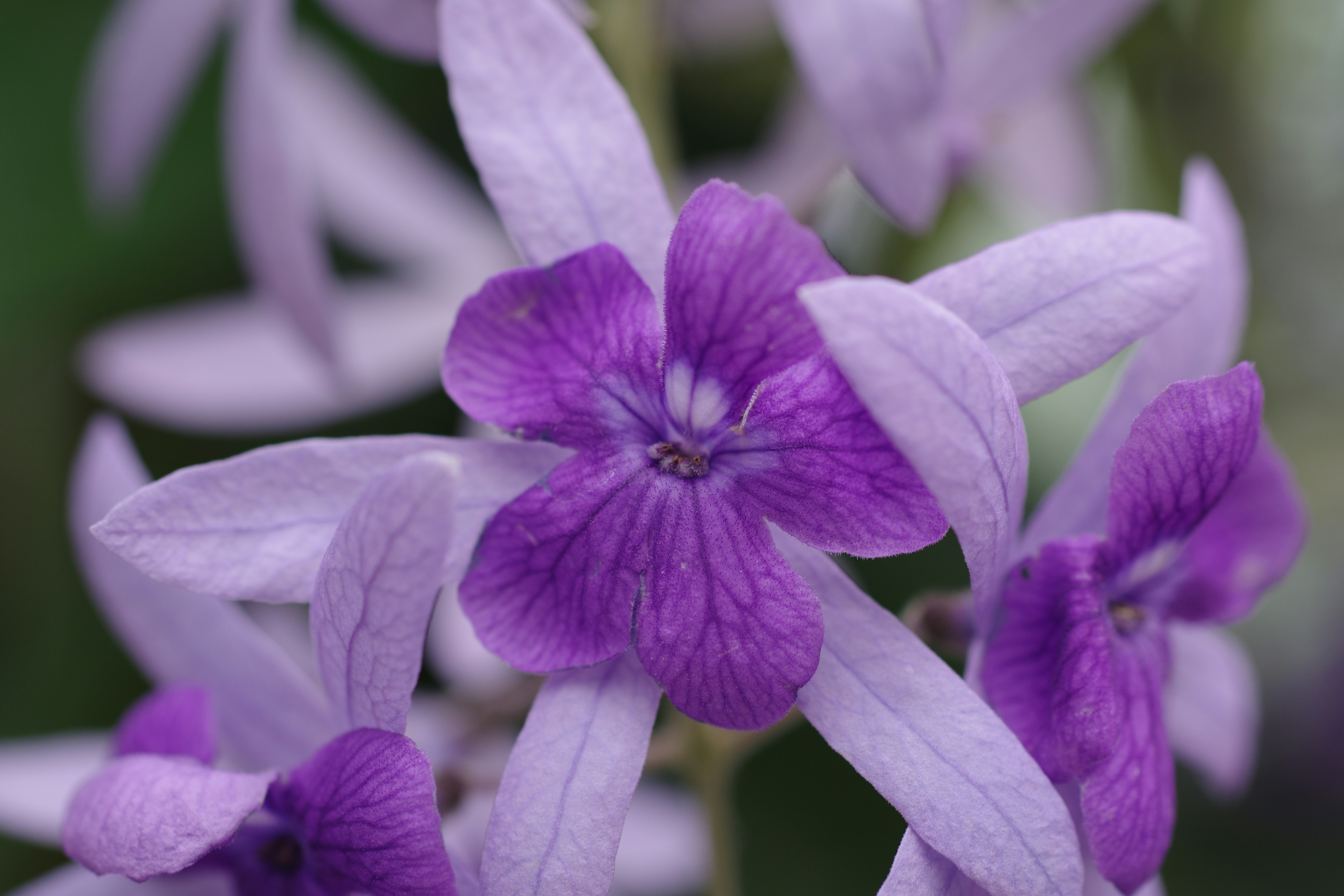 A close up of a purple flower on a plant photo – Free Purple Image on ...