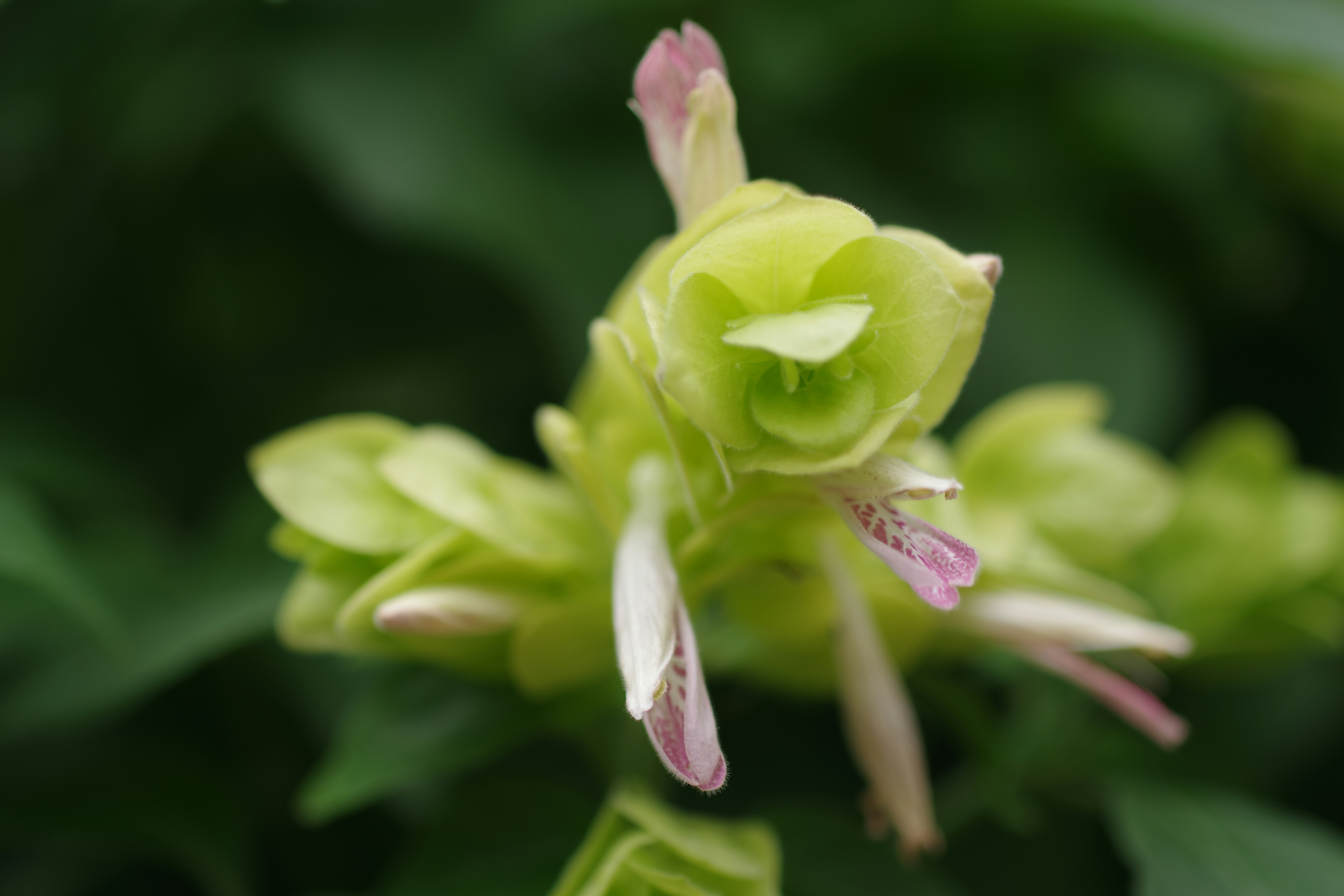 A close up of a small green flower photo – Free Green Image on Unsplash