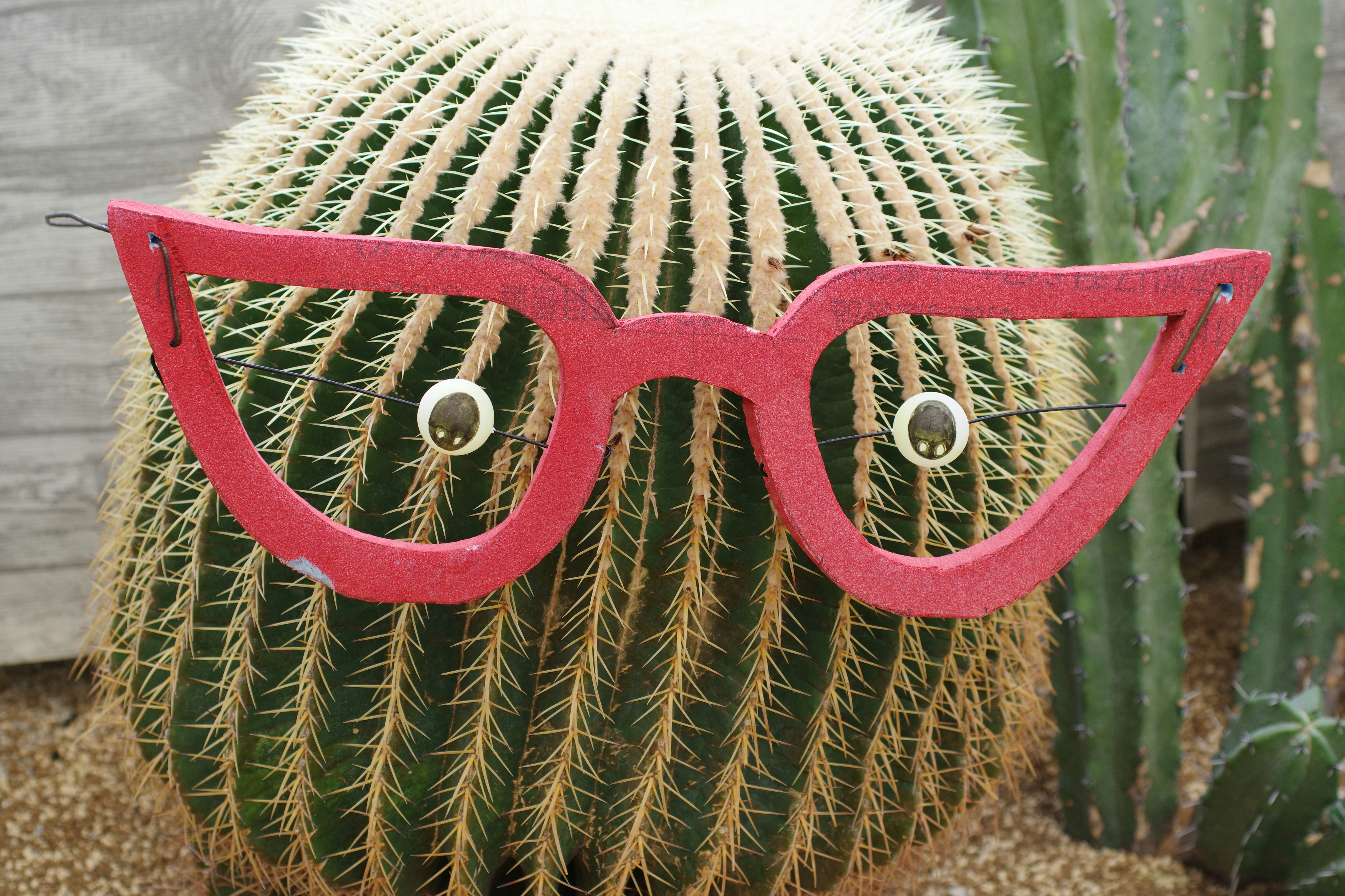 Close-up photograph of a round barrel cactus wearing oversized pink glasses perched on its spines. A whimsical desert vignette with bold contrast between prickly texture and playful eyewear.